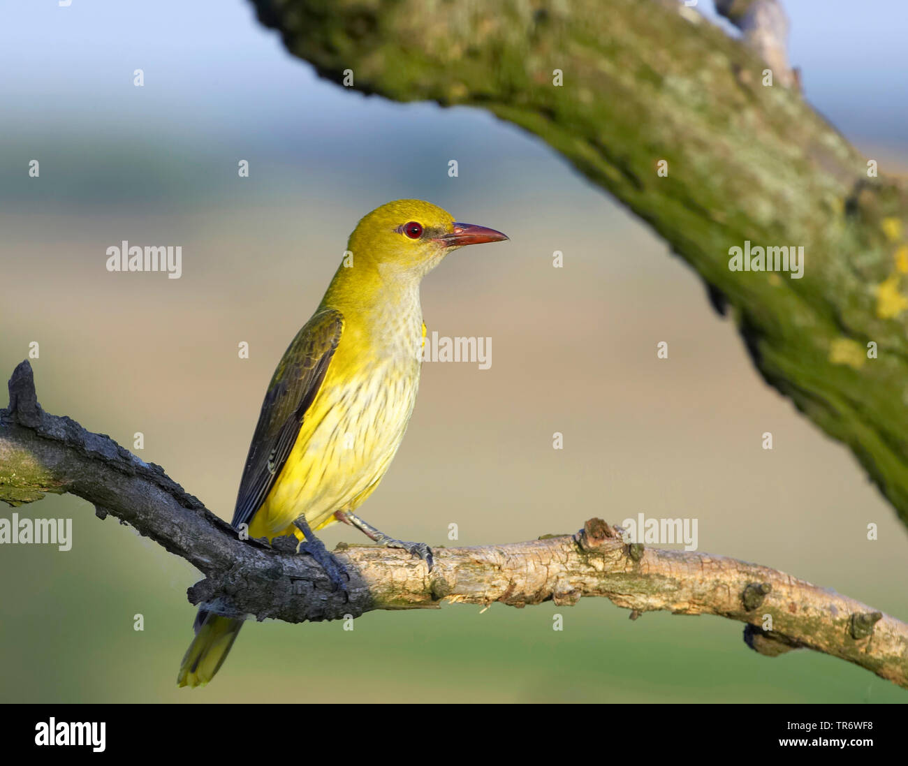 golden oriole (Oriolus oriolus), female, Hungary Stock Photo - Alamy
