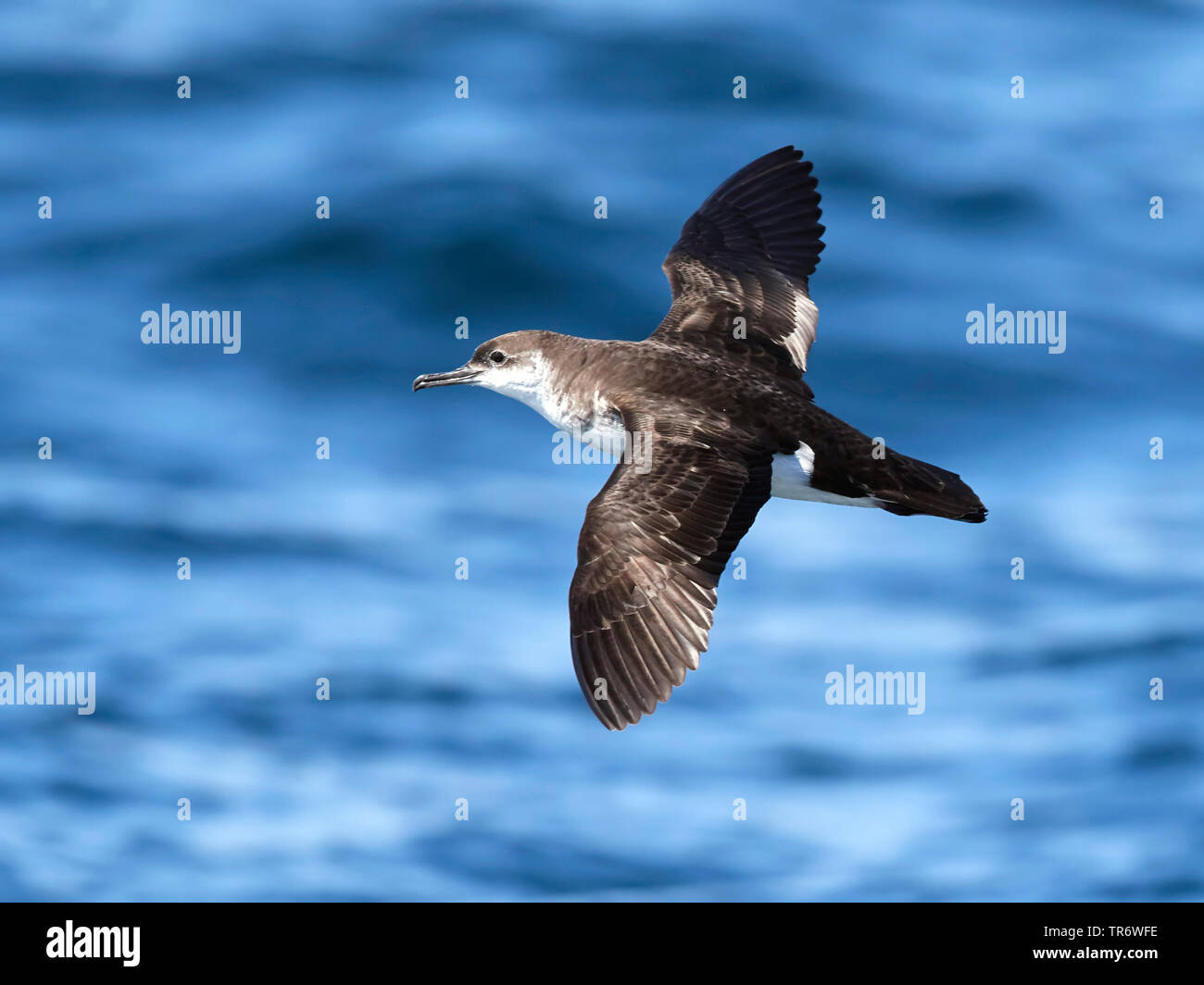 manx shearwater (Puffinus puffinus), Ireland Stock Photo - Alamy