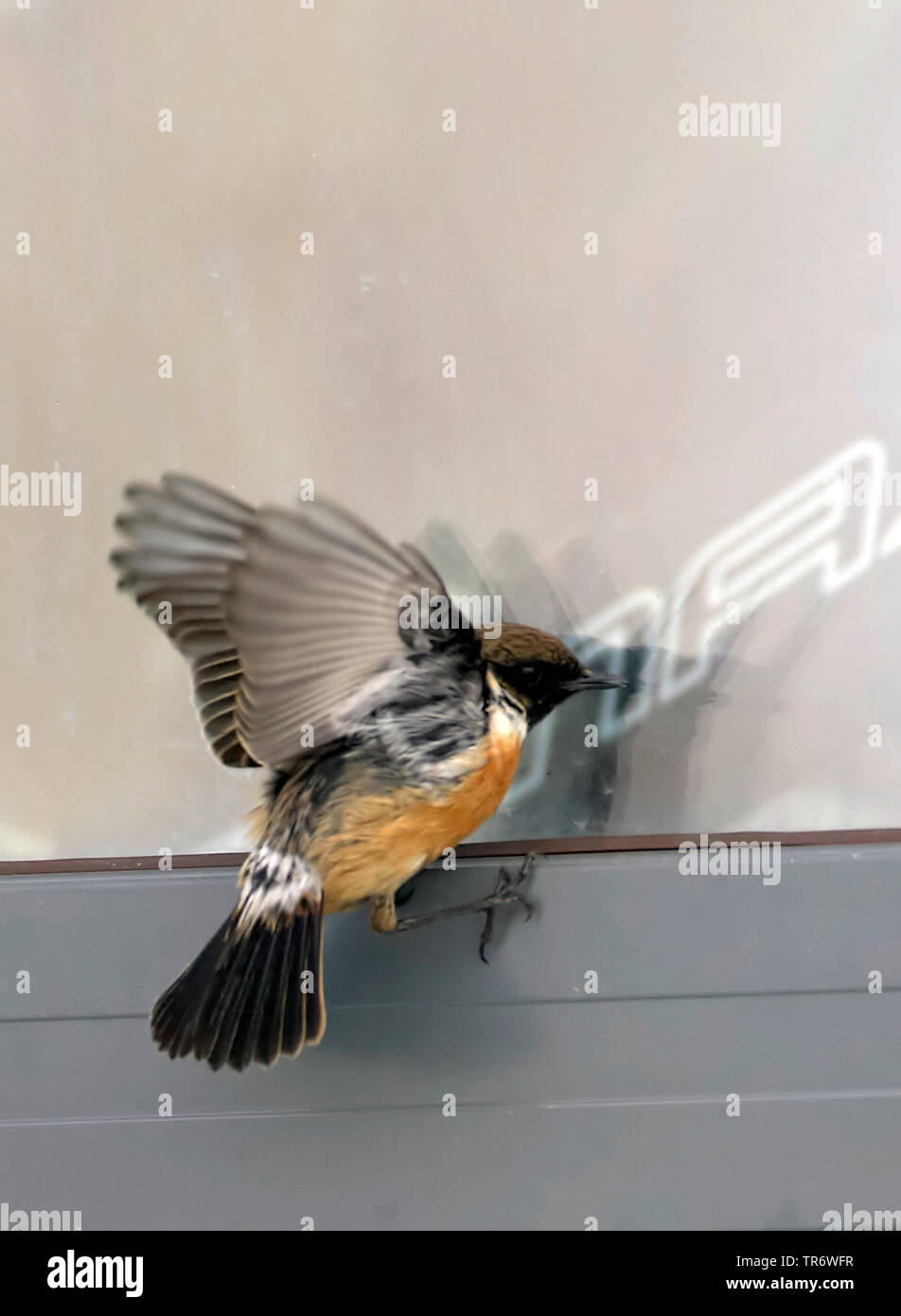 Bird hit window hi-res stock photography and images - Alamy