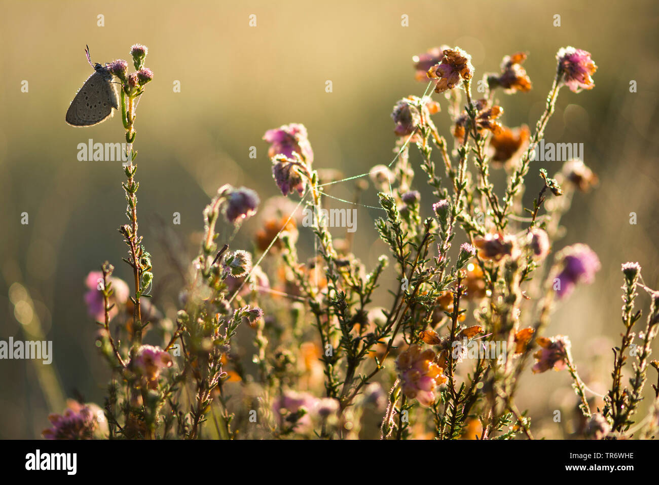 Alcon blue, Alcon large blue (Phengaris alcon, Maculinea alcon ...