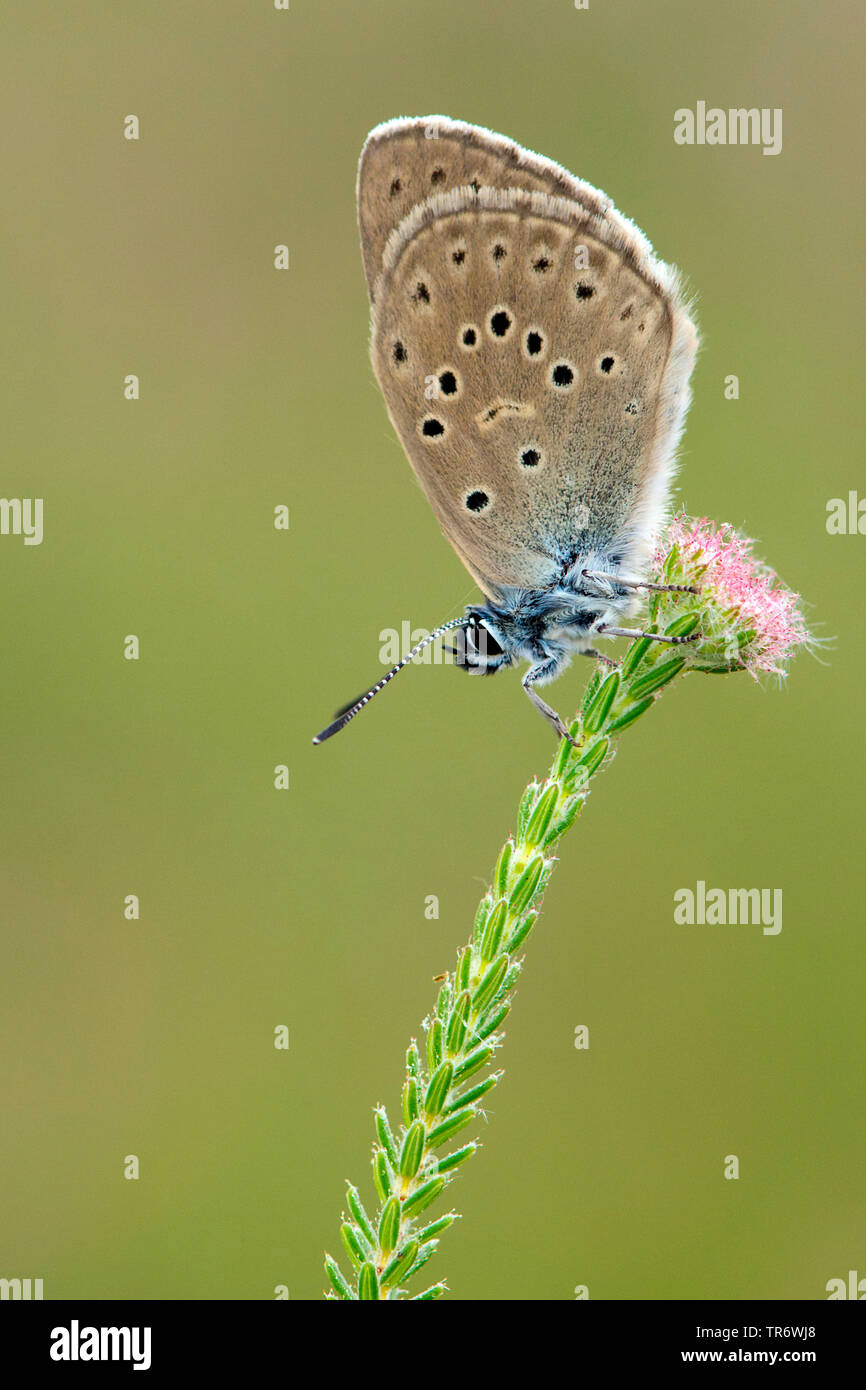 Alcon blue, Alcon large blue (Phengaris alcon, Maculinea alcon ...