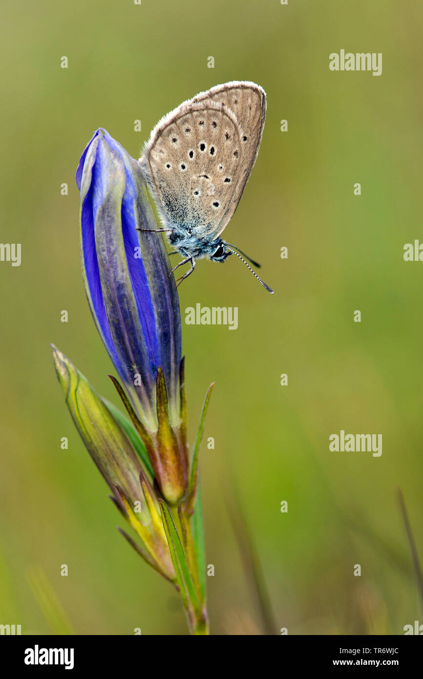 Alcon blue, Alcon large blue (Phengaris alcon, Maculinea alcon ...