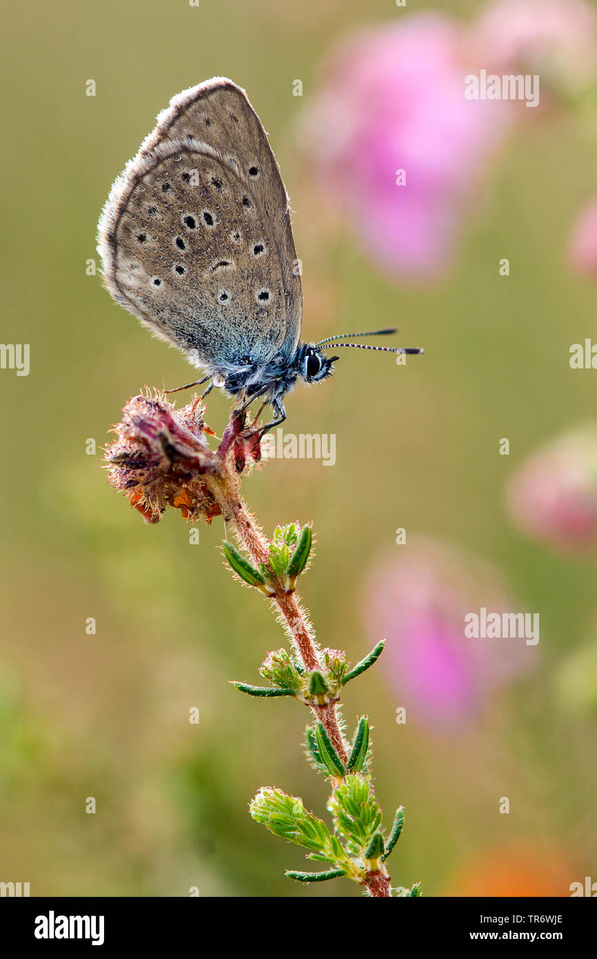 Alcon blue, Alcon large blue (Phengaris alcon, Maculinea alcon ...