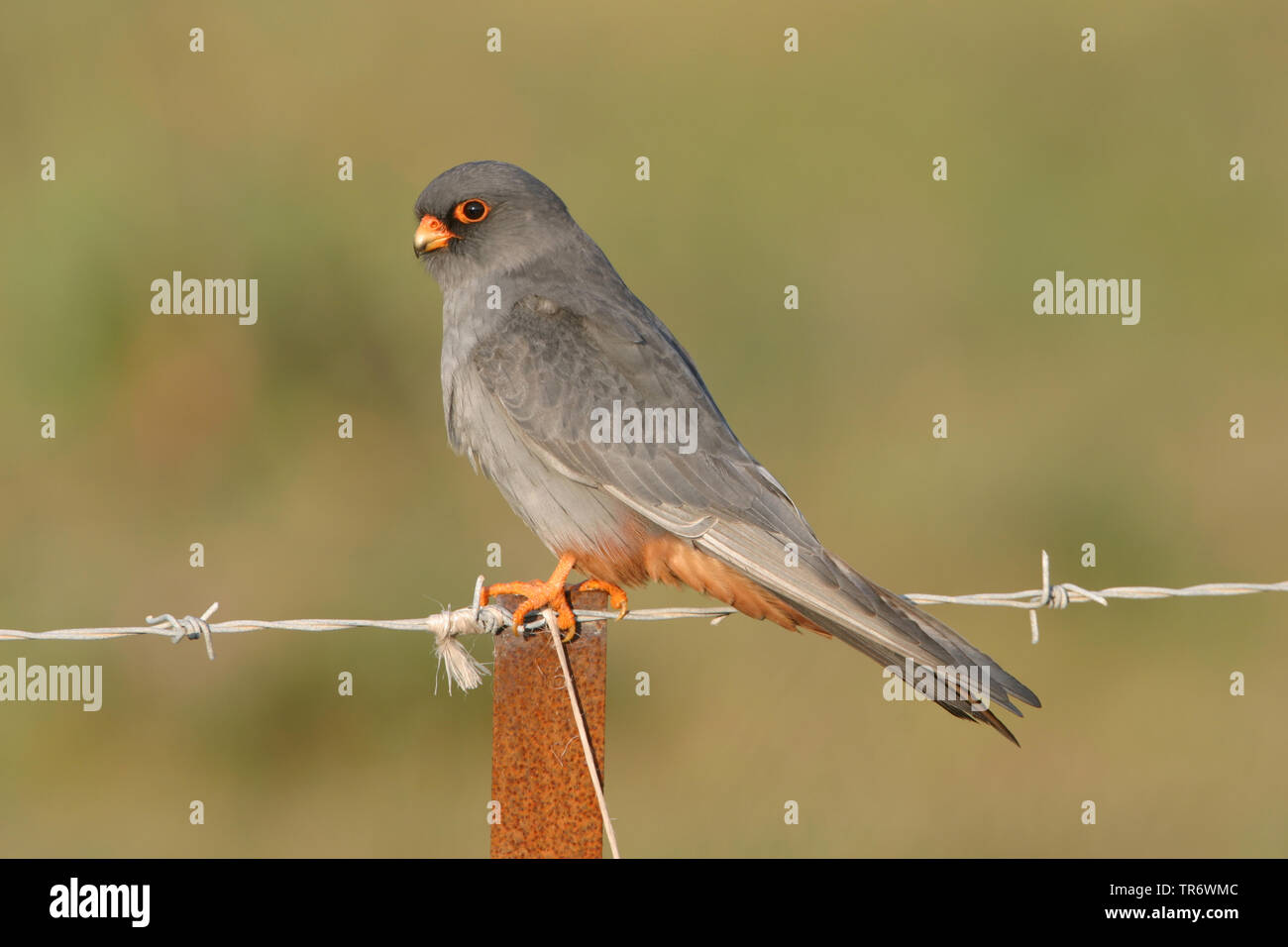 western red-footed falcon (Falco vespertinus), on barbwire, Greece ...