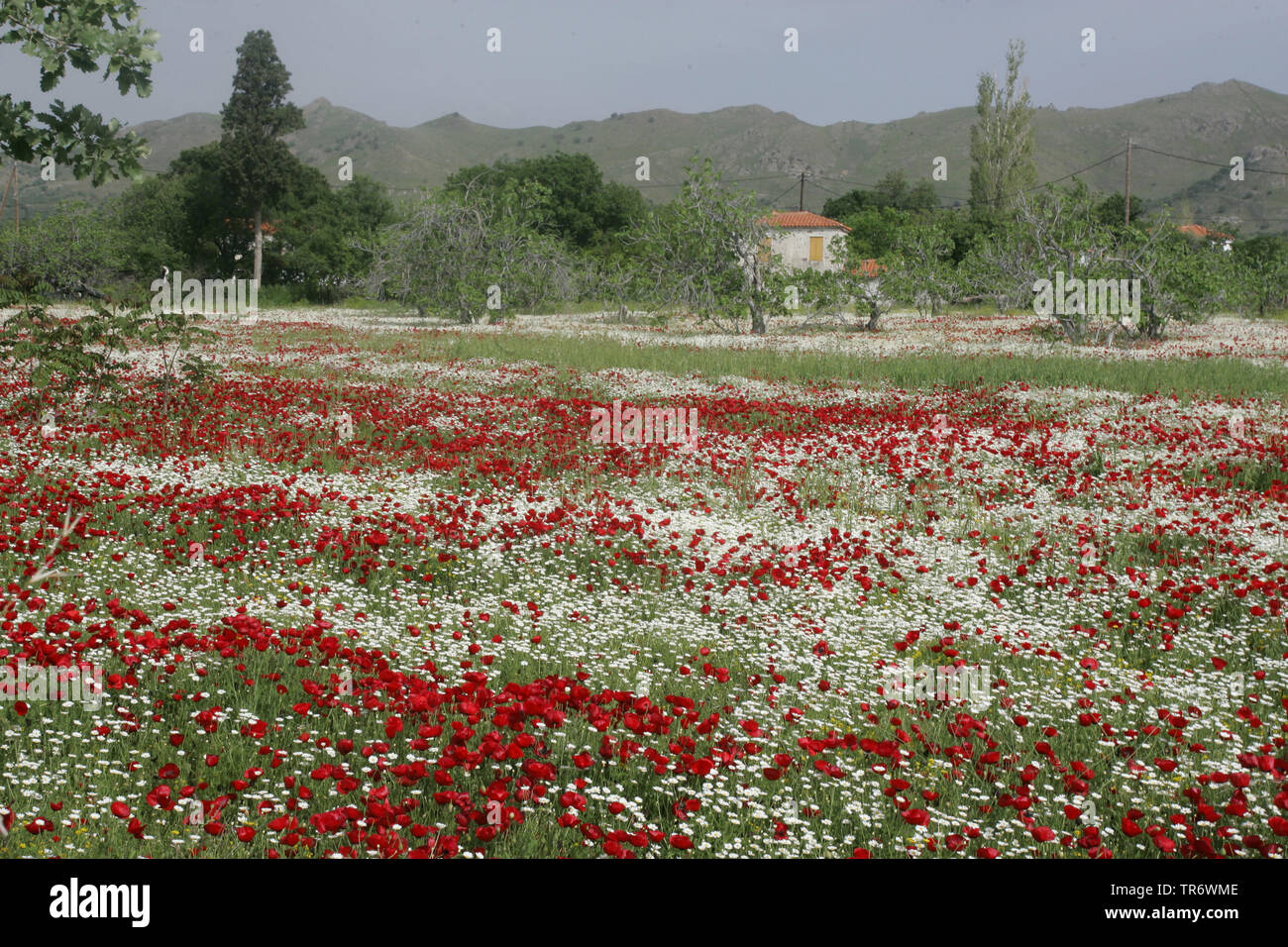 Common poppy, Corn poppy, Red poppy (Papaver rhoeas), poppy field ...