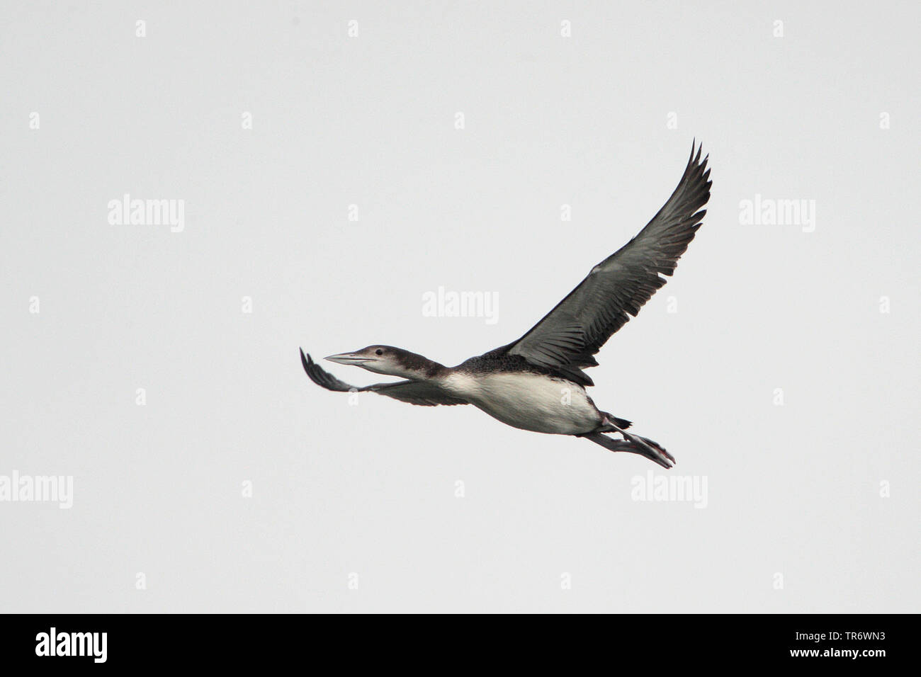 Great northern diver flying hi-res stock photography and images - Alamy