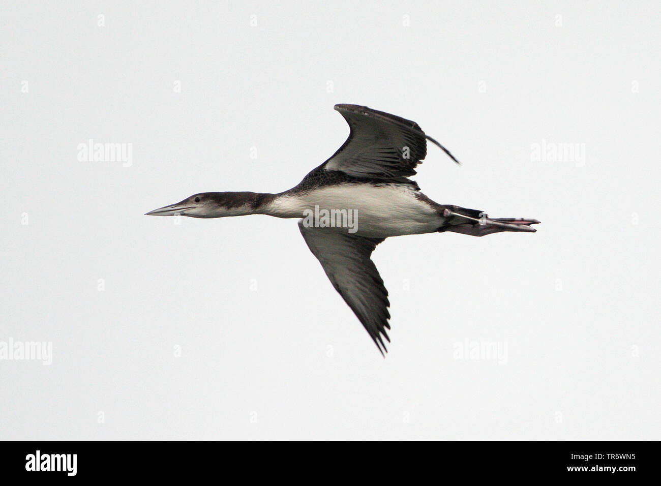 great northern diver (Gavia immer), flying, United Kingdom, England ...