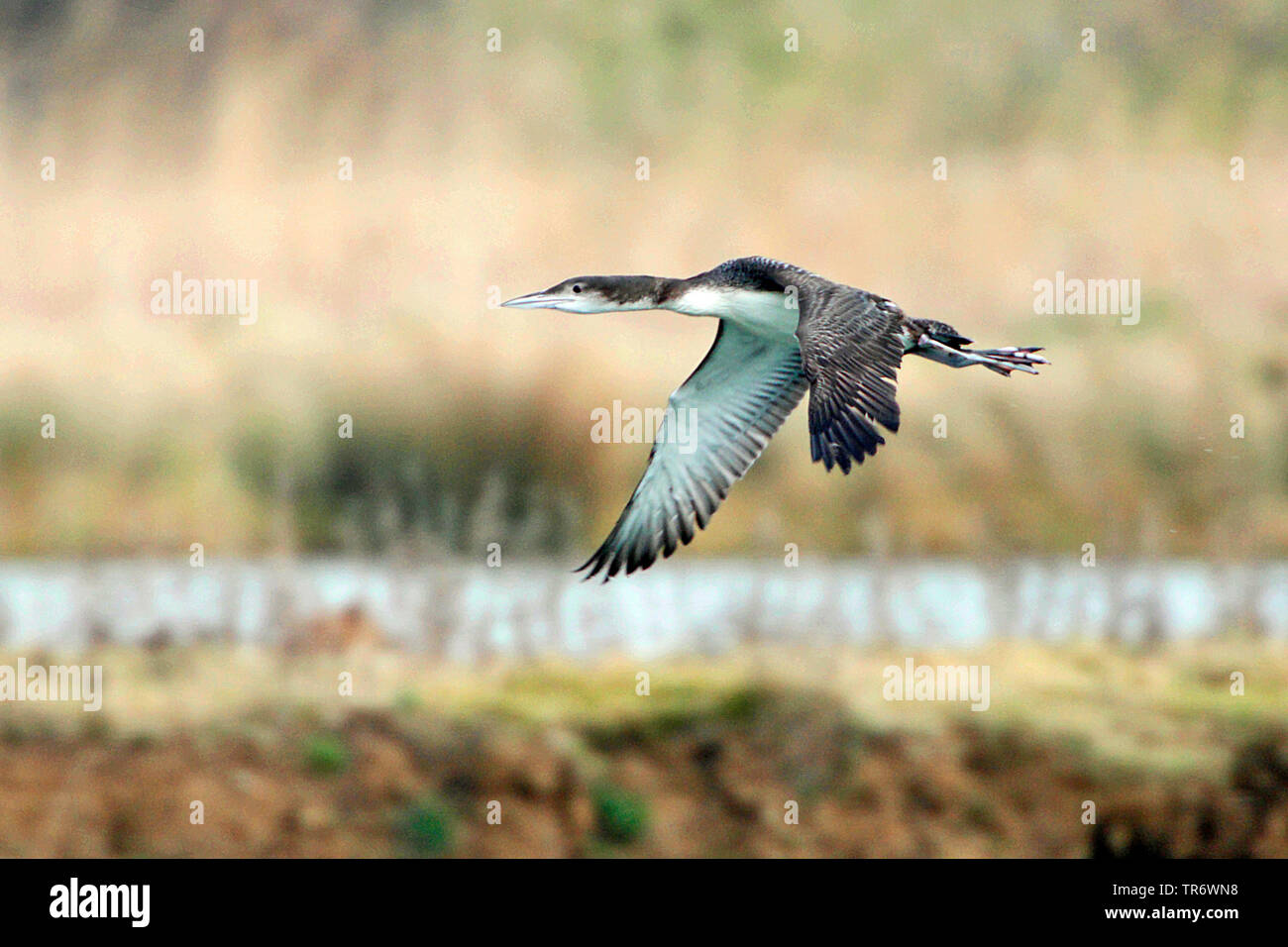 Great northern diver flying hi-res stock photography and images - Alamy