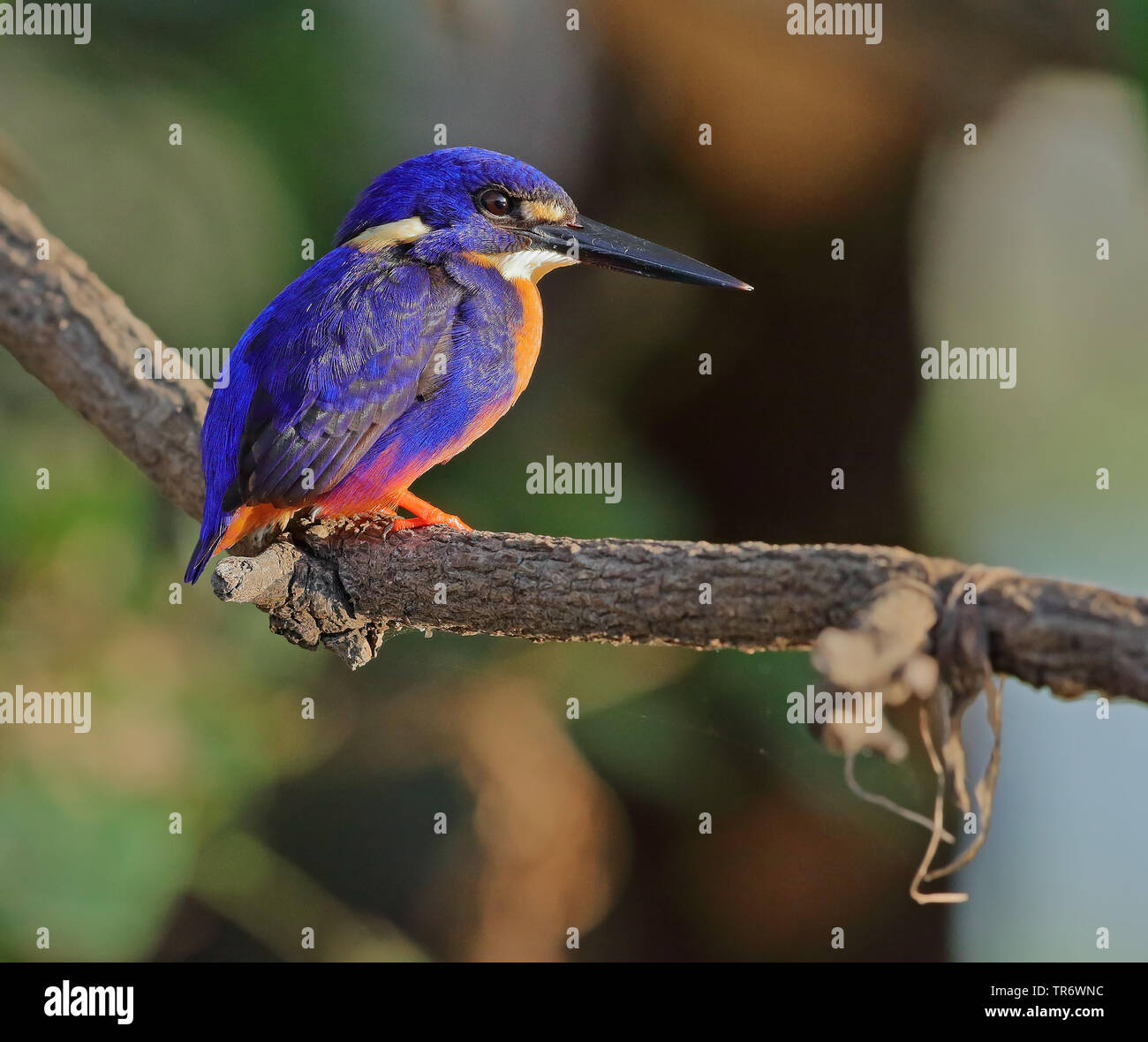 Azure Kingfisher (Alcedo azurea, Alcedo azureus, Ceyx azureus ...