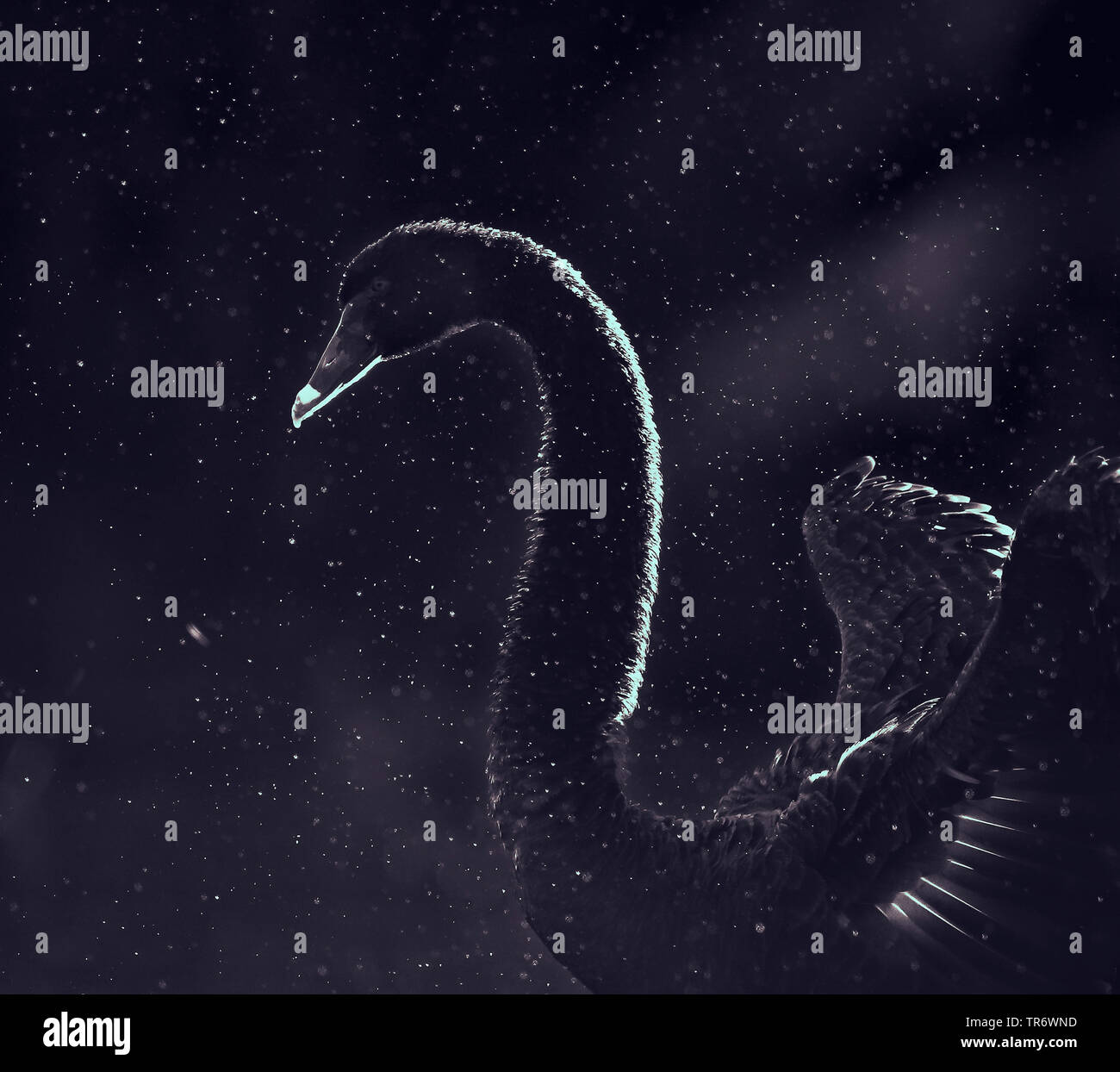 Australian birds silhouette hi-res stock photography and images - Alamy