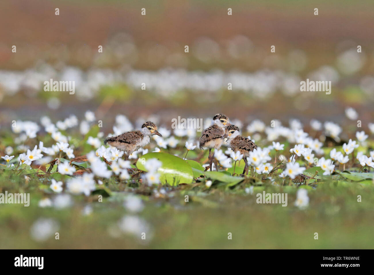 Darwin bird australia hi-res stock photography and images - Alamy