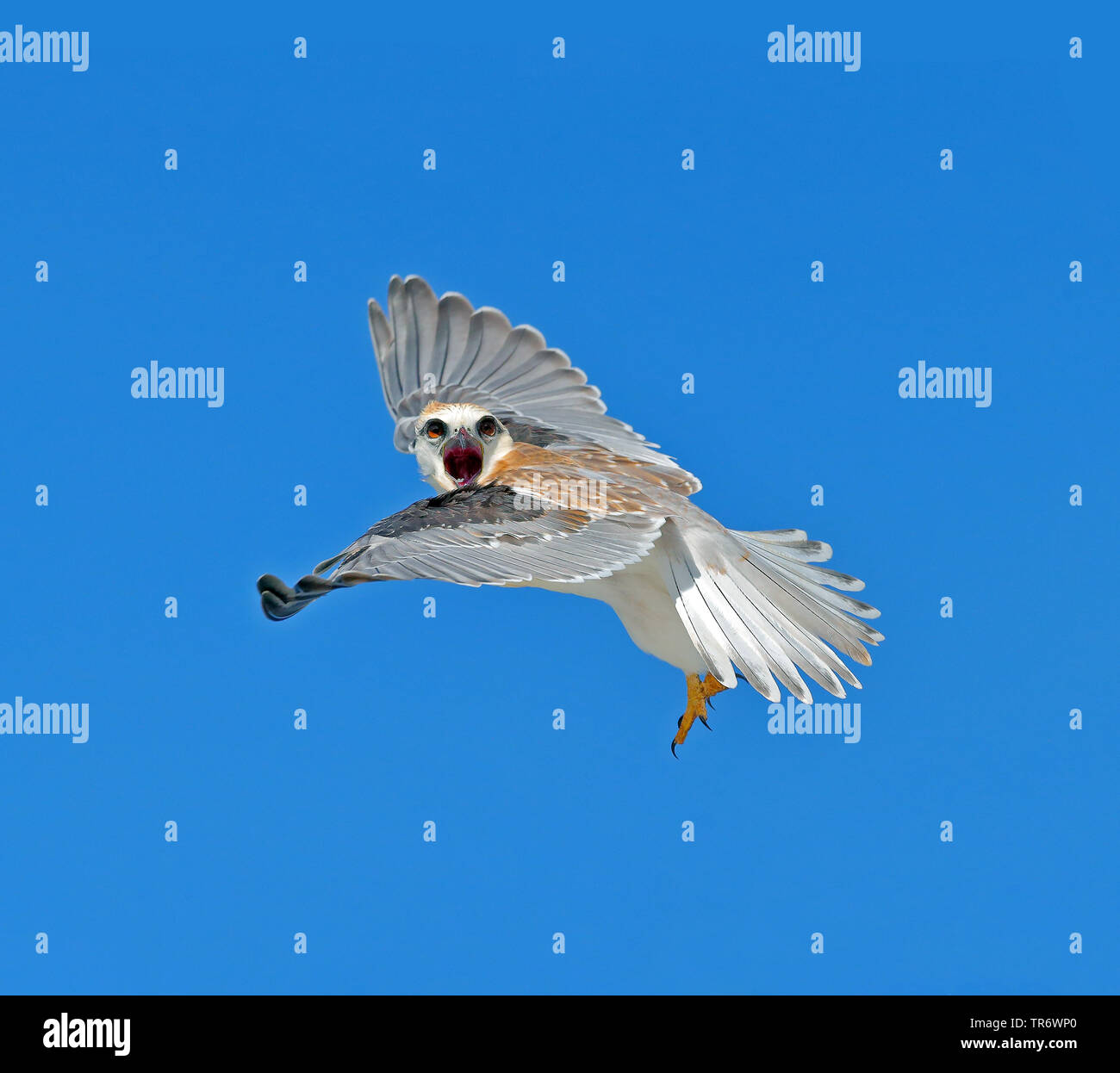 Australian black-shouldered kite (Elanus axillaris), calling in flight ...