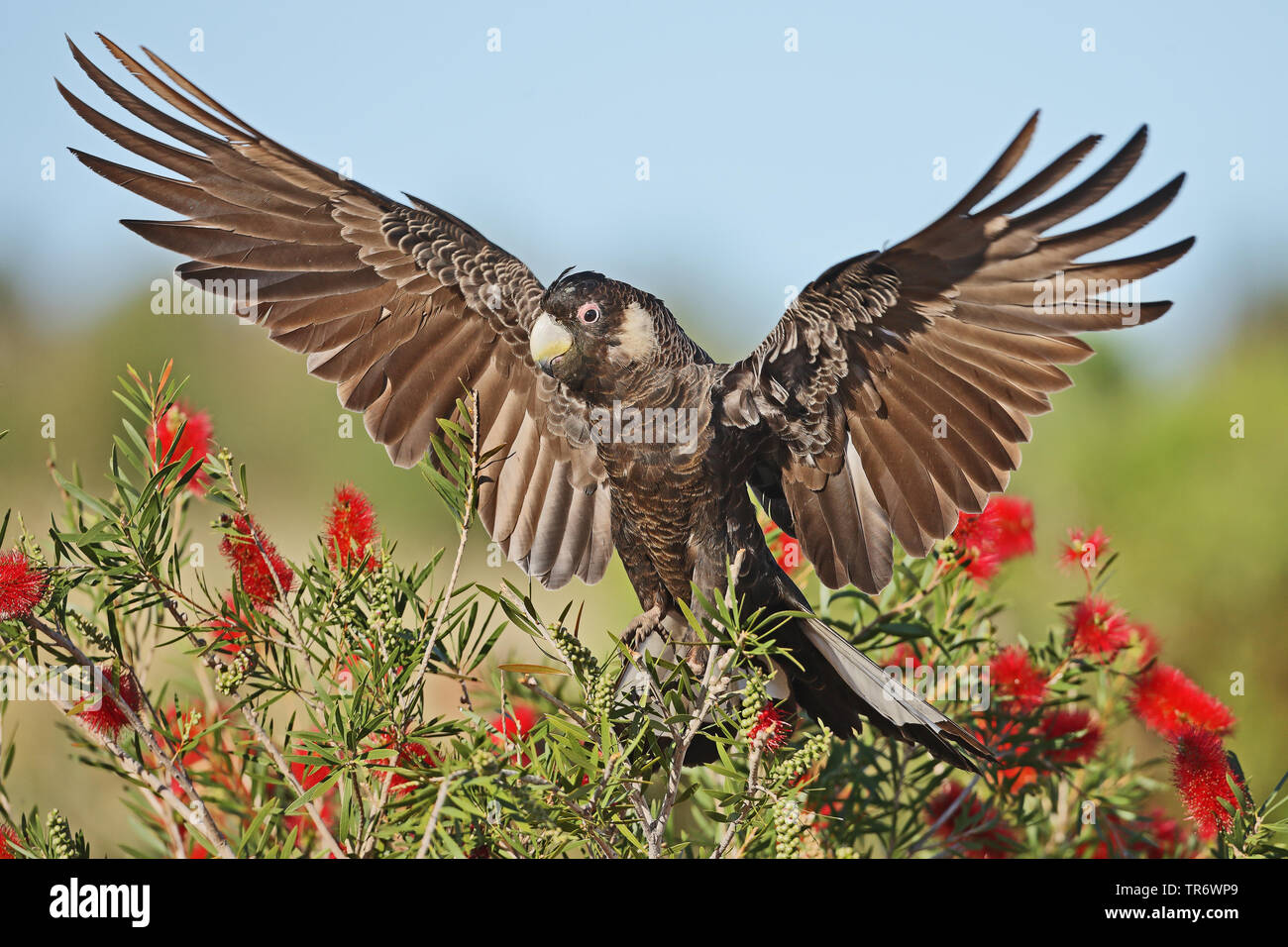 Carnaby's Black-cockatoo (Calyptorhynchus latirostris), on Callistemon ...