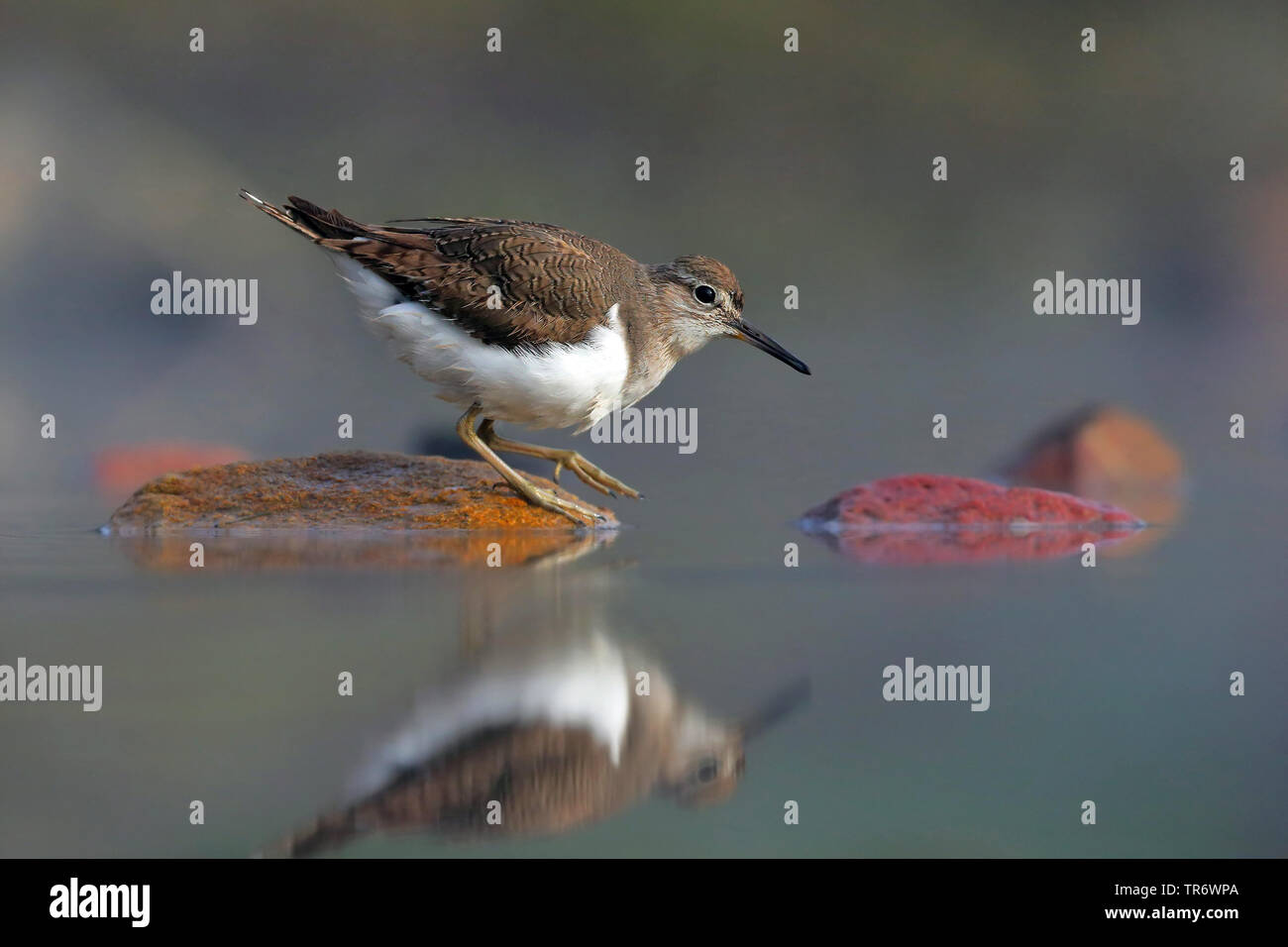 common sandpiper (Tringa hypoleucos, Actitis hypoleucos), Australia ...