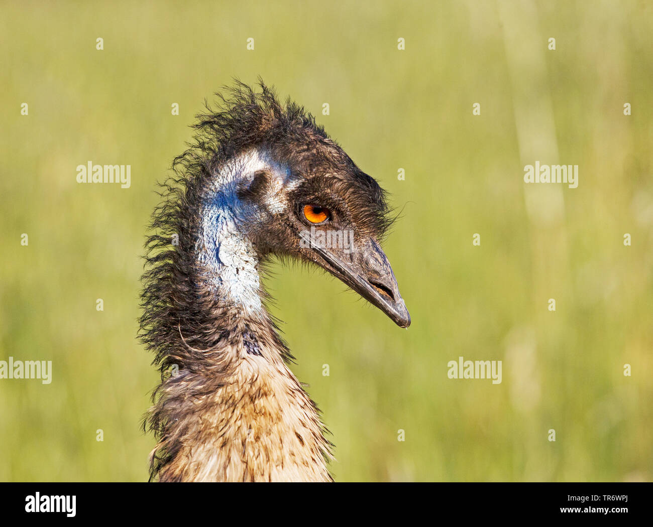 Emus head hi-res stock photography and images - Alamy