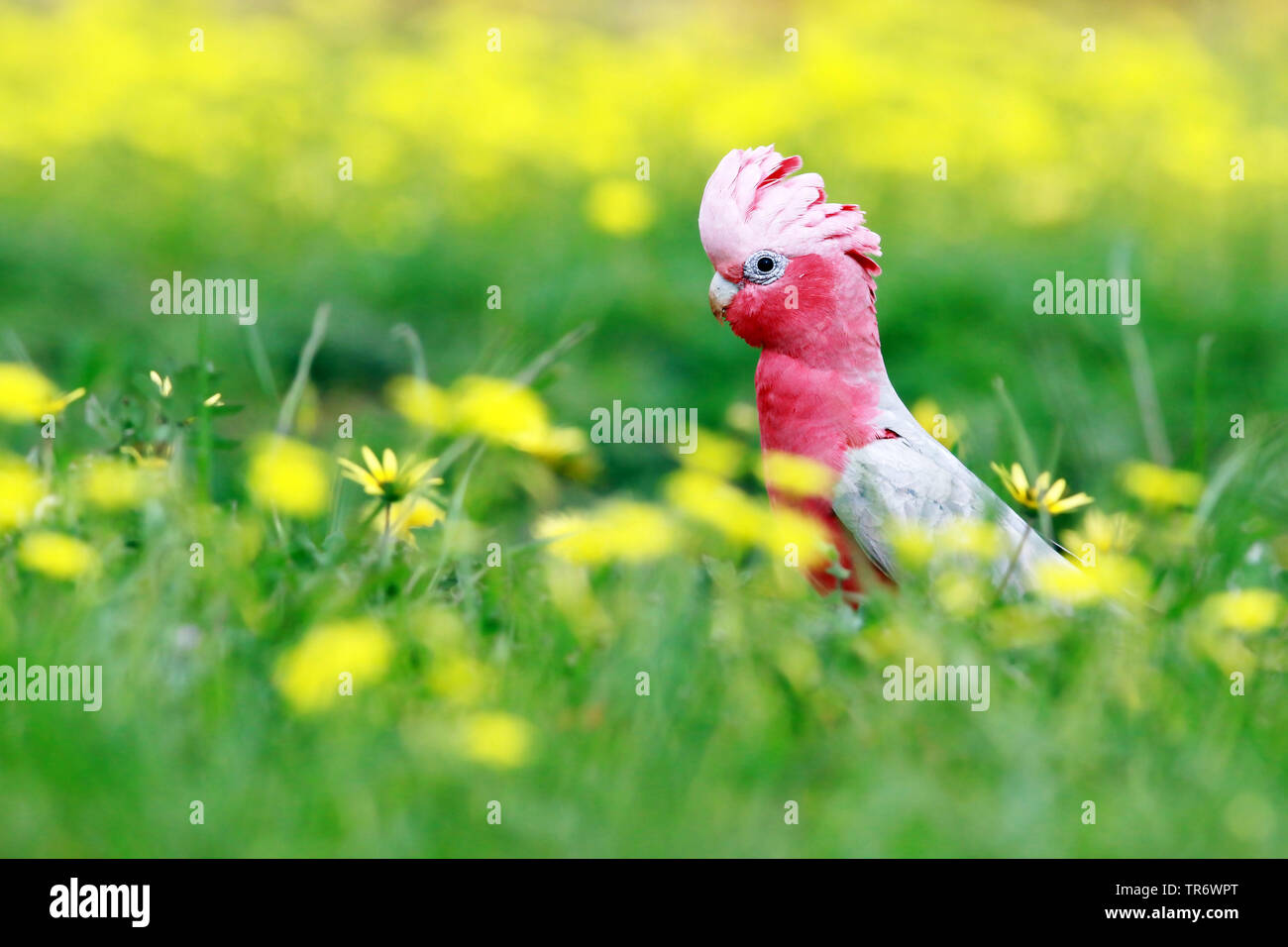 Galah cockatoo sitting in hi-res stock photography and images - Alamy
