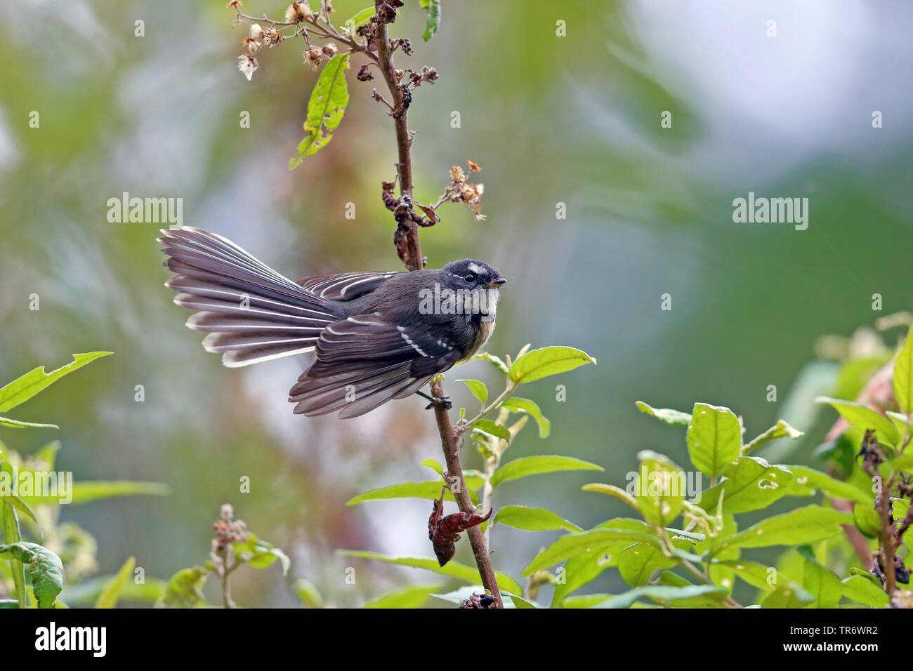 Australian fantail hi-res stock photography and images - Alamy