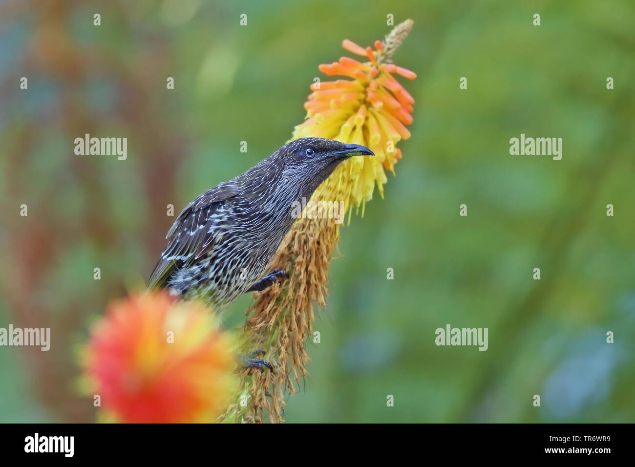 little wattle bird (Anthochaera chrysoptera), Australia Stock Photo - Alamy