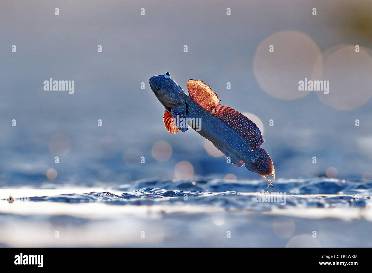 Mudskipper jumping hi-res stock photography and images - Alamy