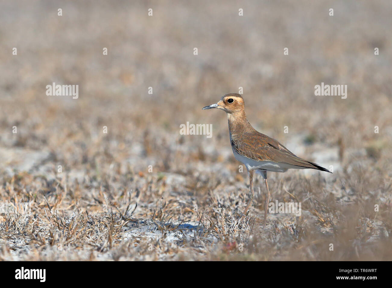 Plover australia hi-res stock photography and images - Alamy