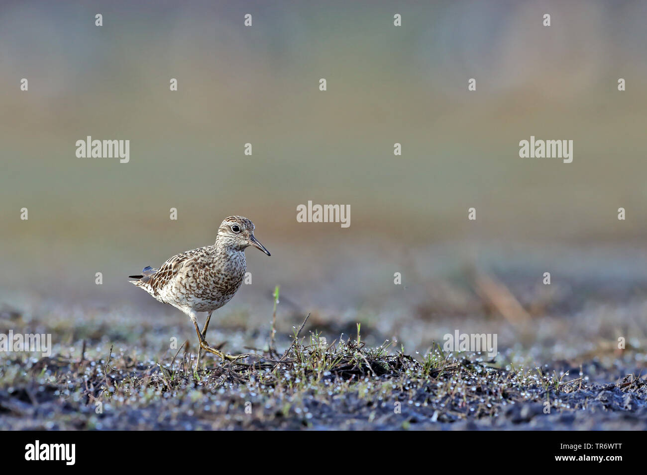 sharp-tailed sandpiper (Calidris acuminata), Australia Stock Photo - Alamy