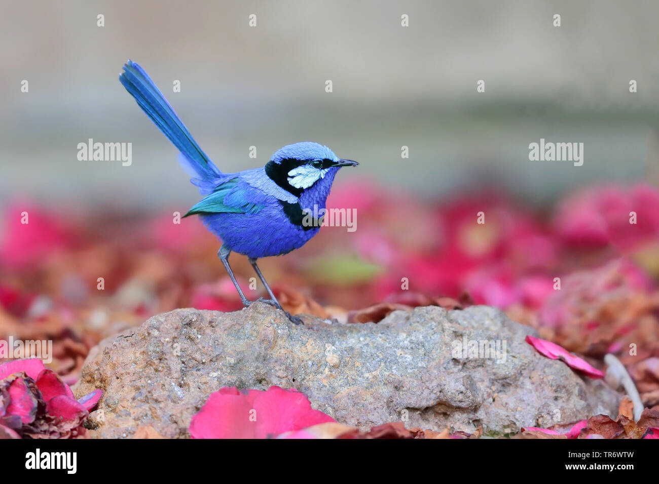 Splendid fairywren, Malurus splendens (Malurus splendens), Australia ...