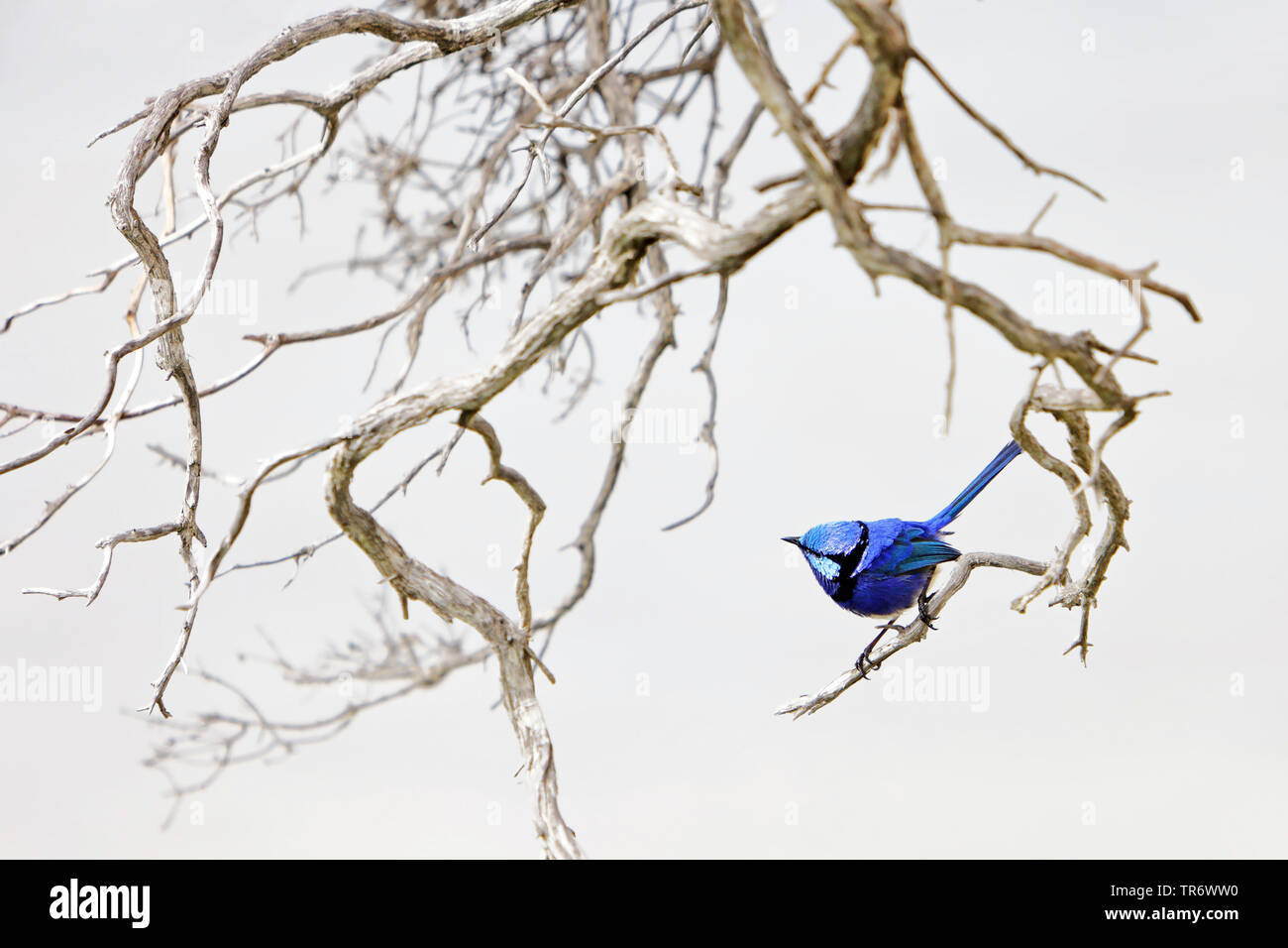 Splendid Fairywren, Malurus splendens (Malurus splendens), sitting in a ...