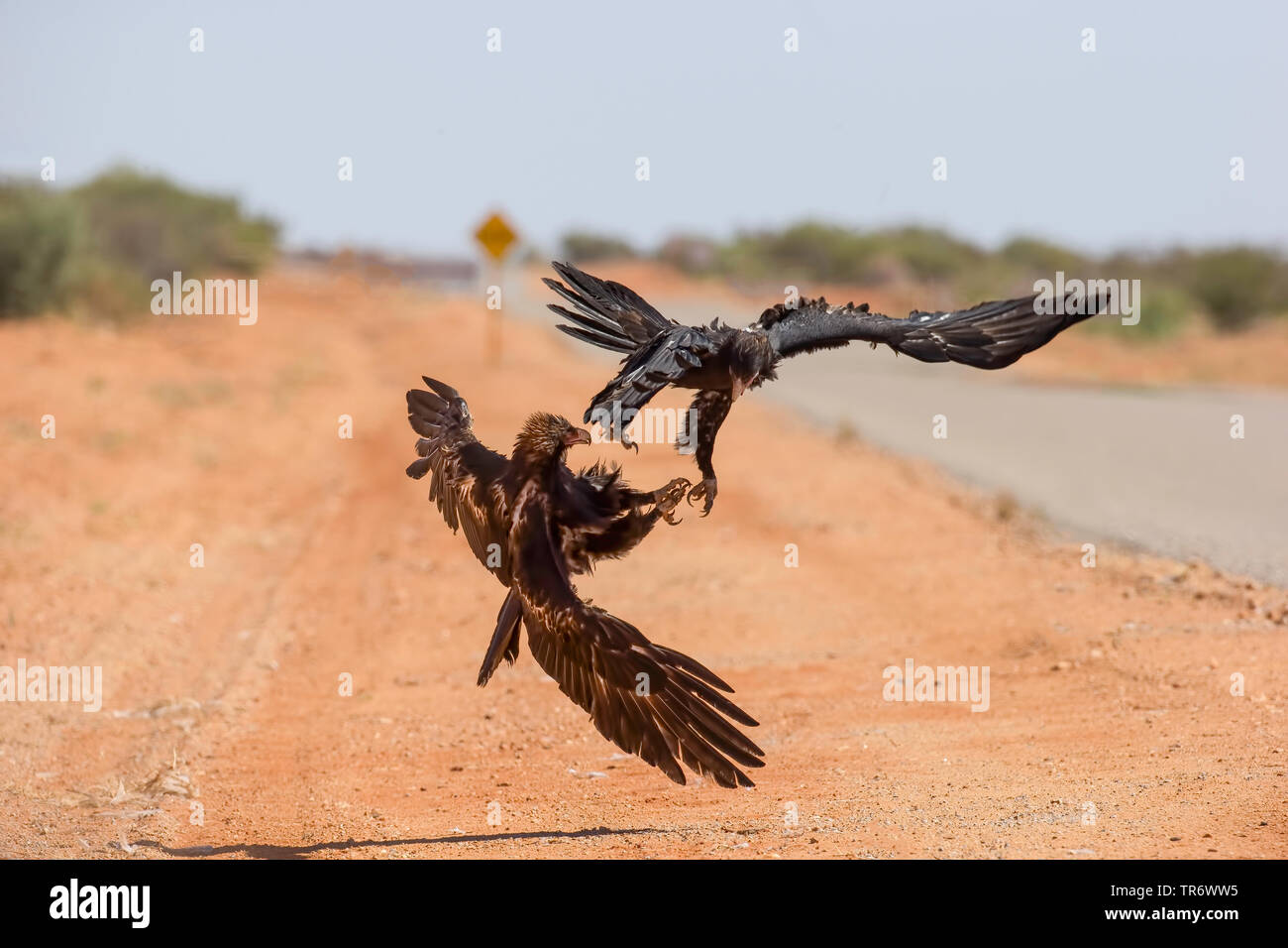 wedge-tailed eagle (Aquila audax), fighting, Australia Stock Photo - Alamy