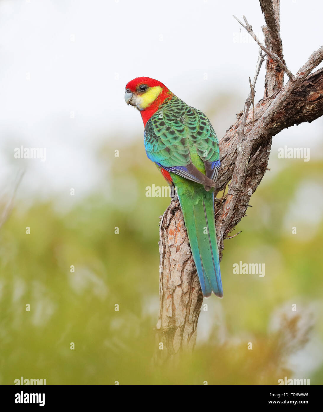 western rosella (Platycercus icterotis), Australia Stock Photo - Alamy