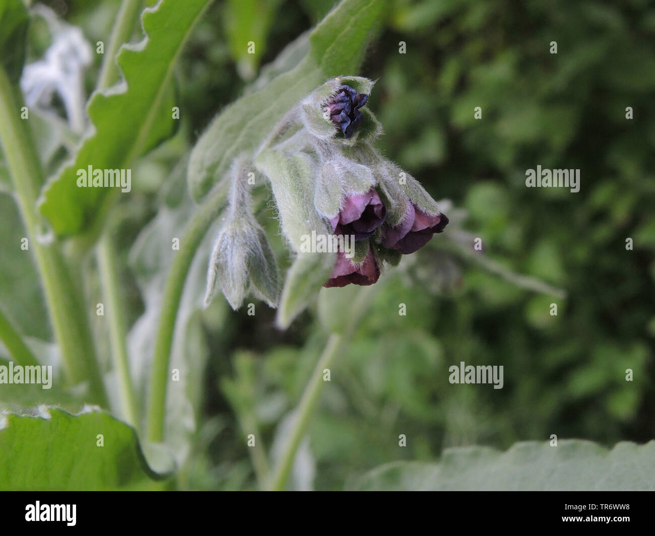 common hound's tongue, houndstoungue (Cynoglossum officinale), blooming ...