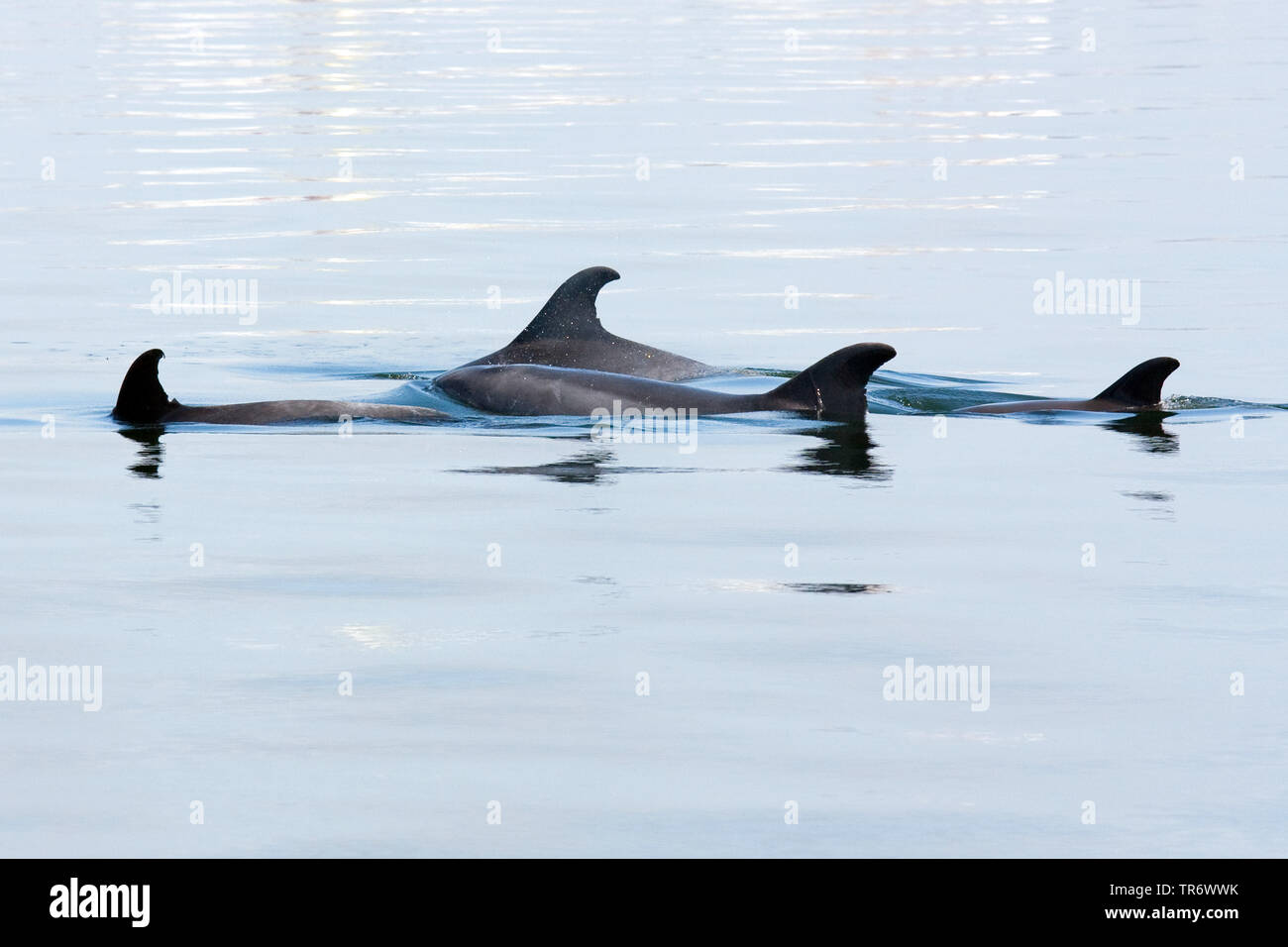 Bottlenosed dolphin, Common bottle-nosed dolphin (Tursiops truncatus ...