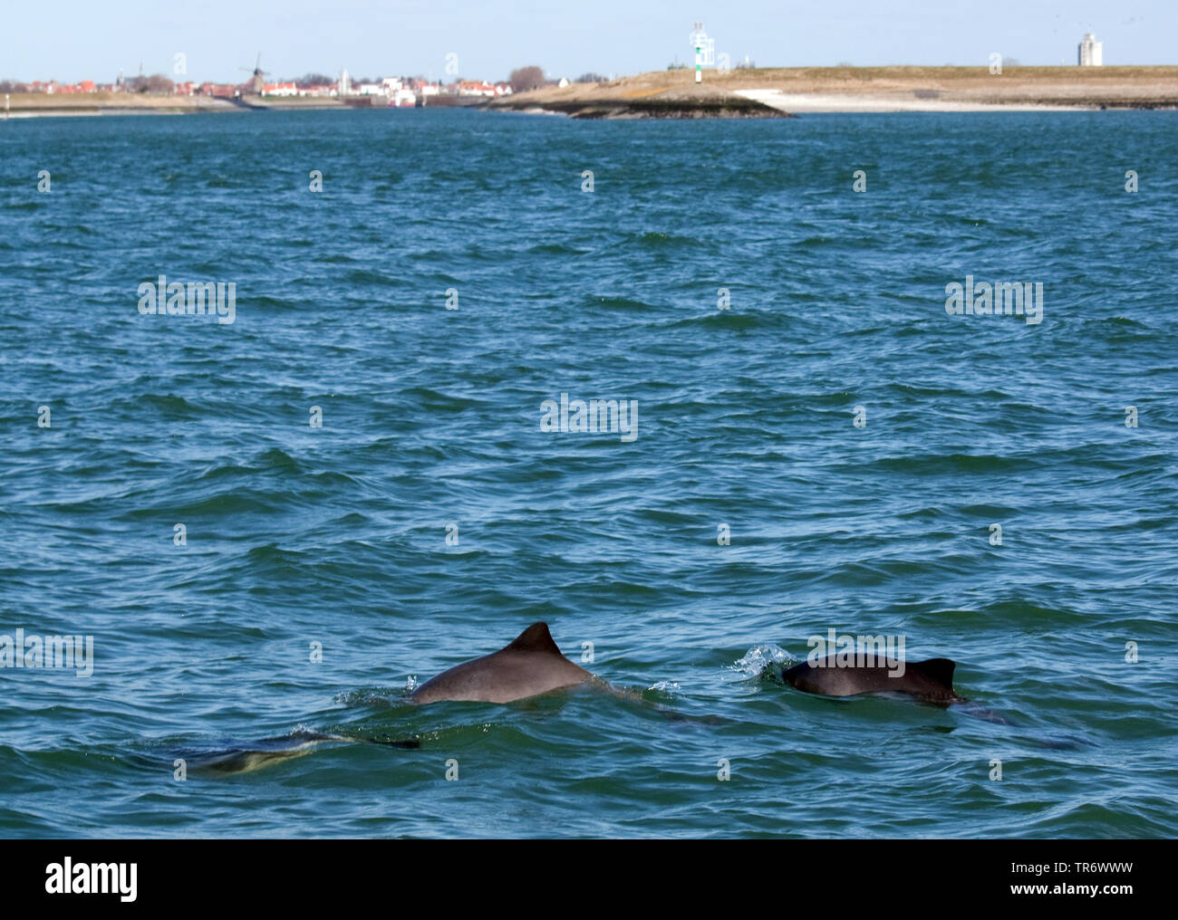 Dutch harbor water animals hi-res stock photography and images - Alamy