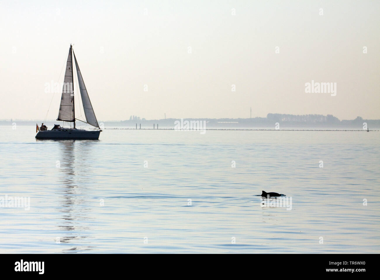 common harbor porpoise, harbour porpoise, common porpoise, puffing pig ...