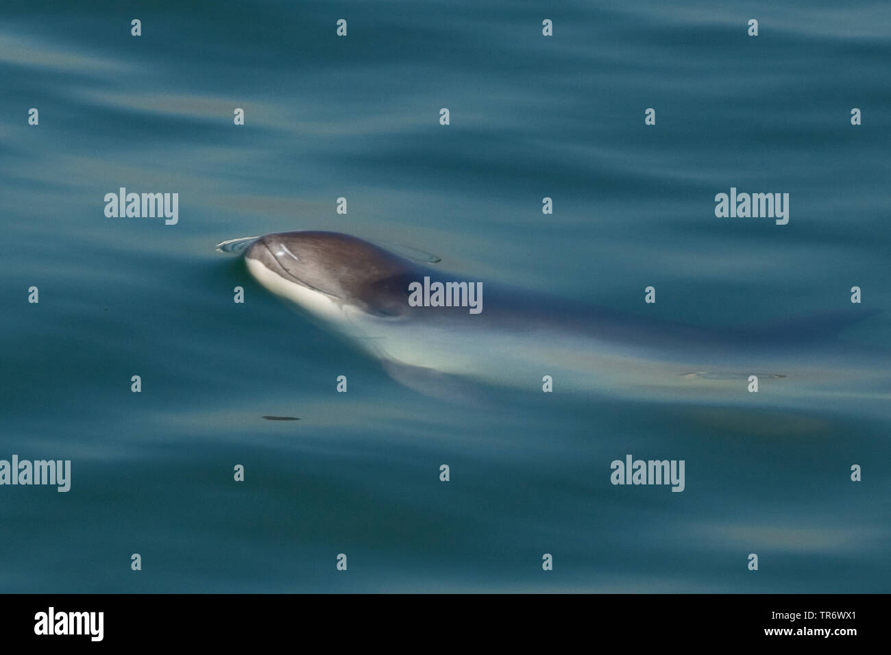 common harbor porpoise, harbour porpoise, common porpoise, puffing pig ...