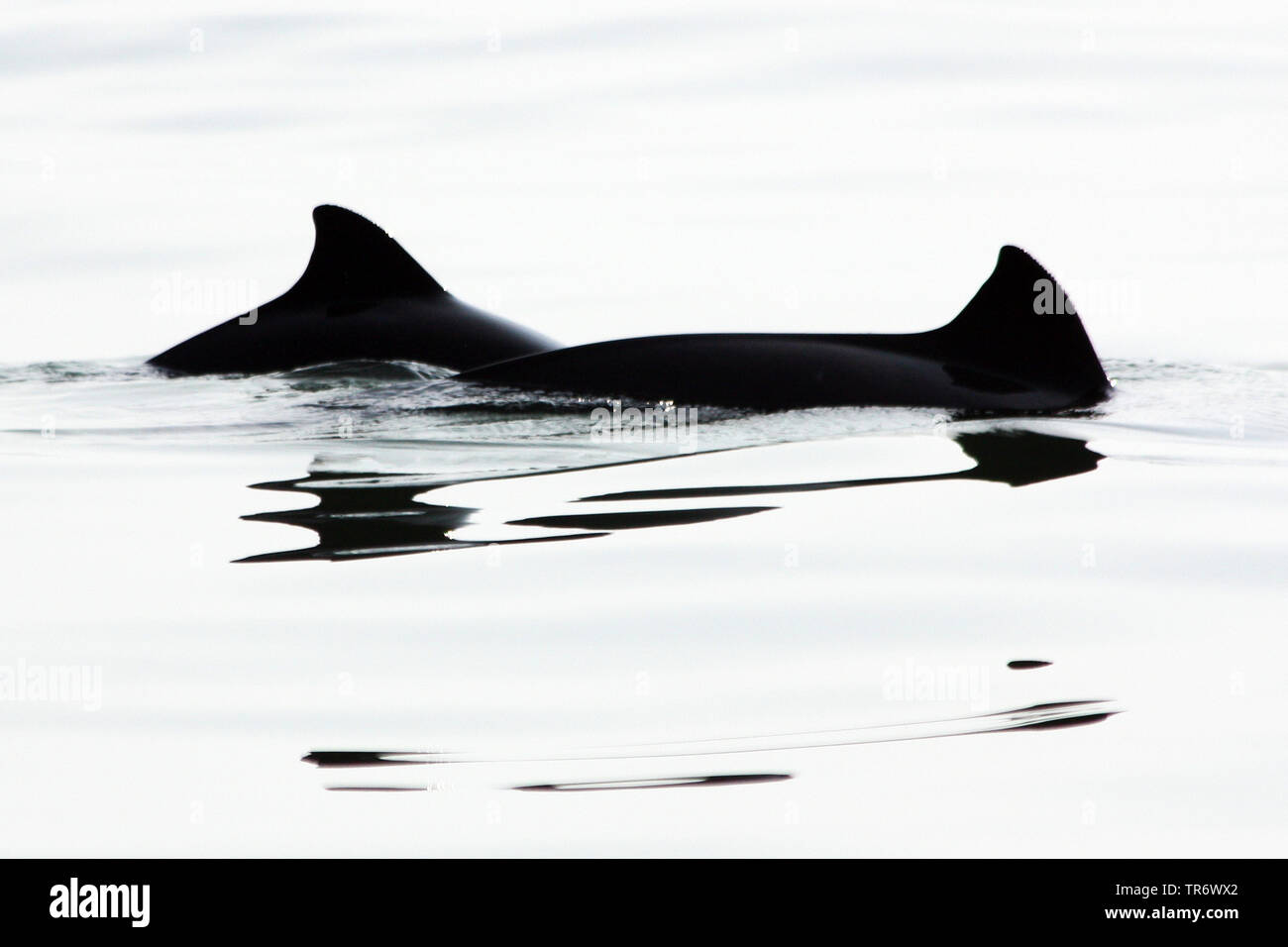 common harbor porpoise, harbour porpoise, common porpoise, puffing pig ...
