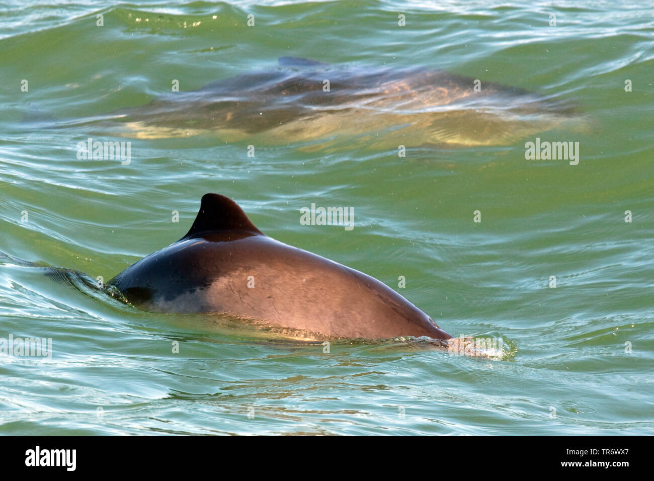 common harbor porpoise, harbour porpoise, common porpoise, puffing pig ...