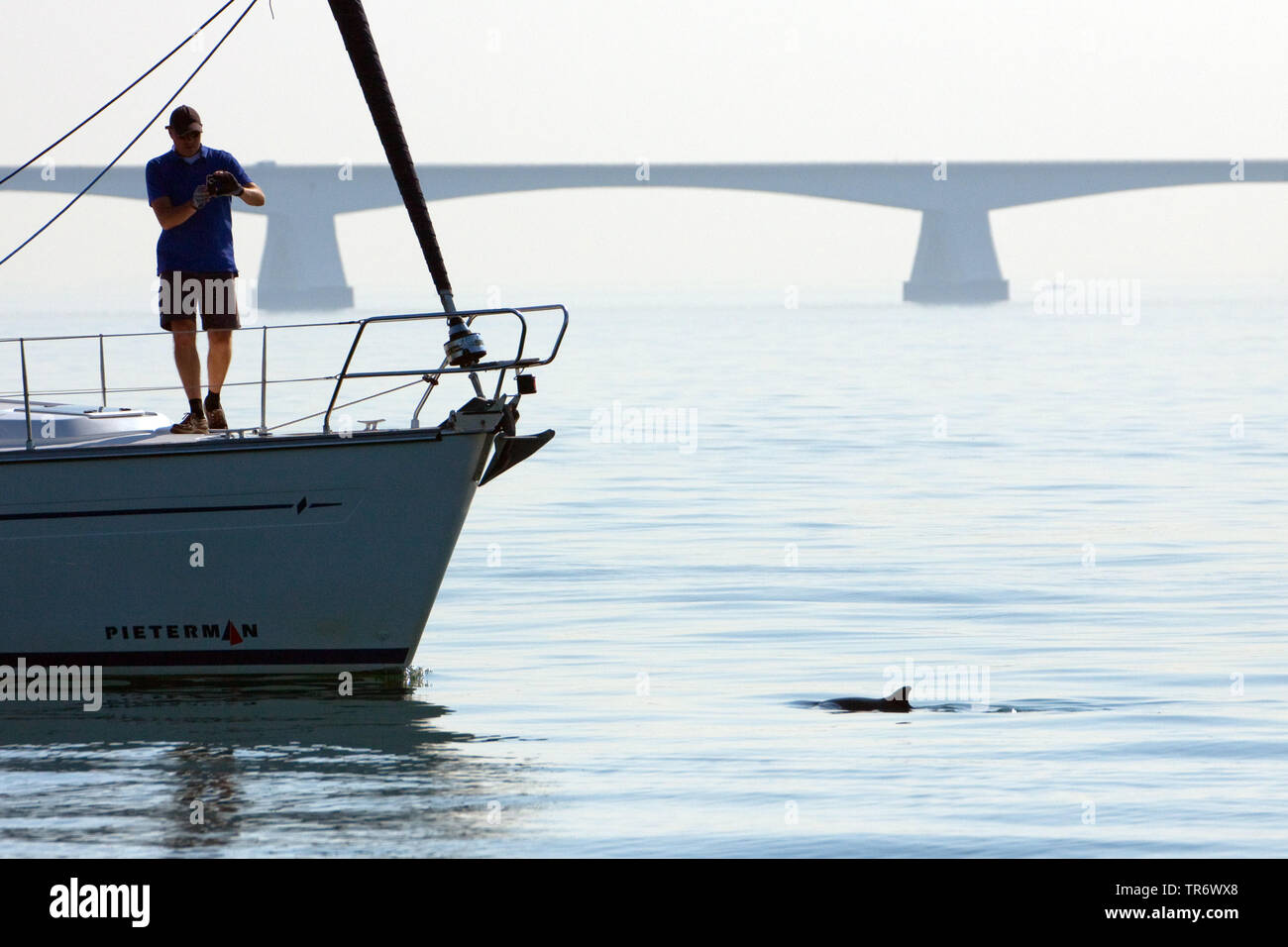 common harbor porpoise, harbour porpoise, common porpoise, puffing pig ...