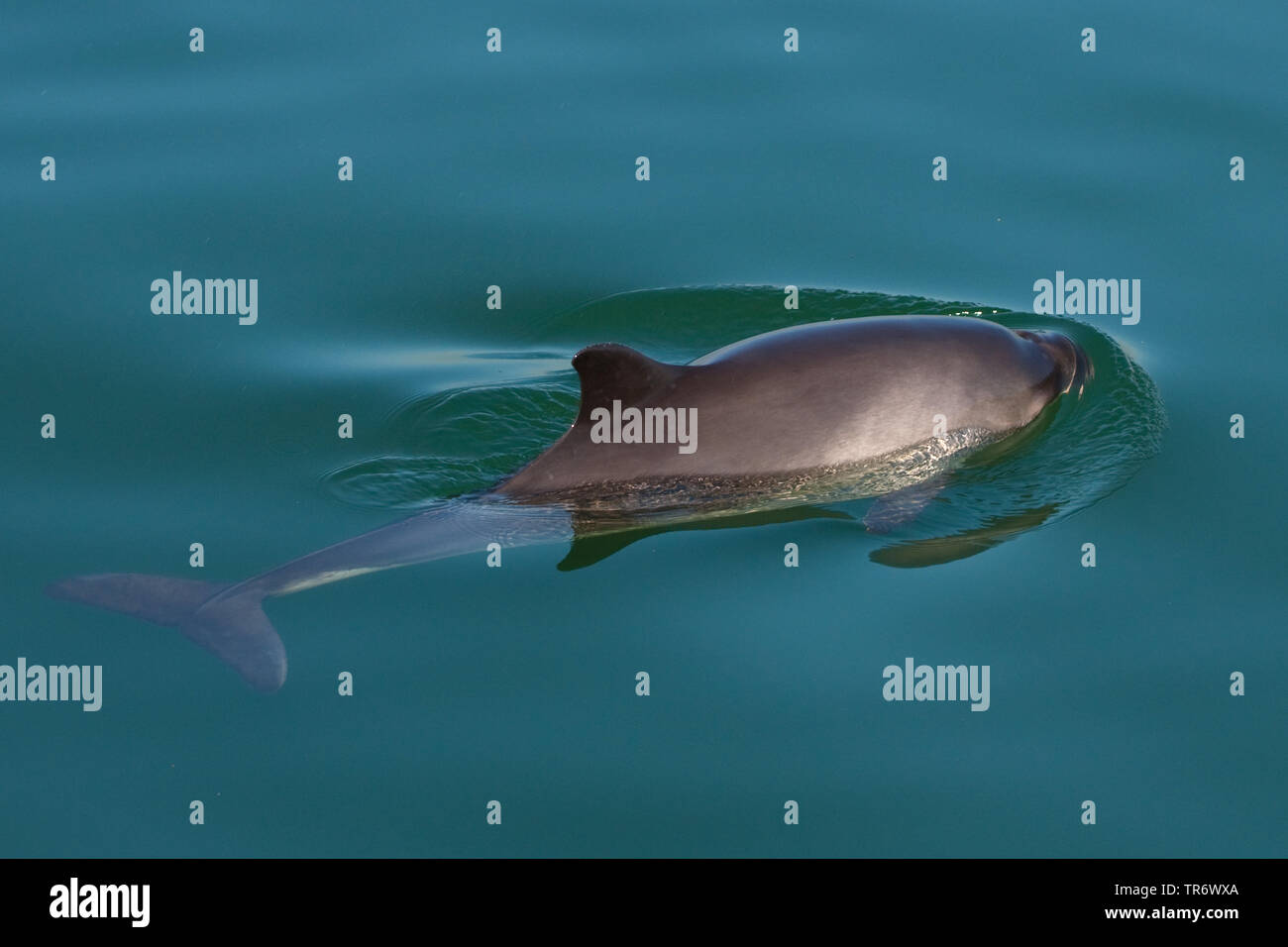 common harbor porpoise, harbour porpoise, common porpoise, puffing pig ...