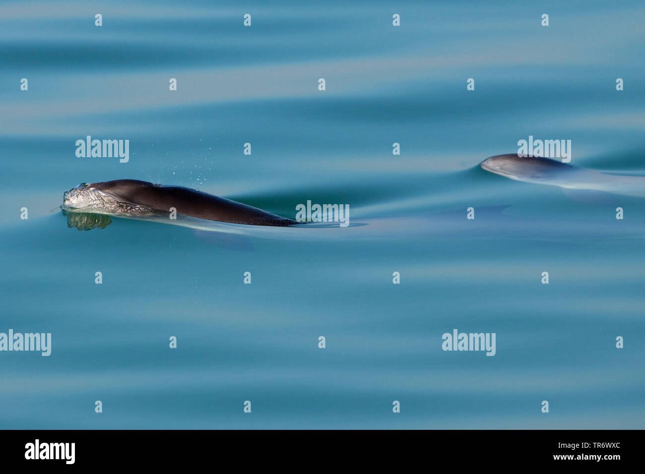 common harbor porpoise, harbour porpoise, common porpoise, puffing pig ...