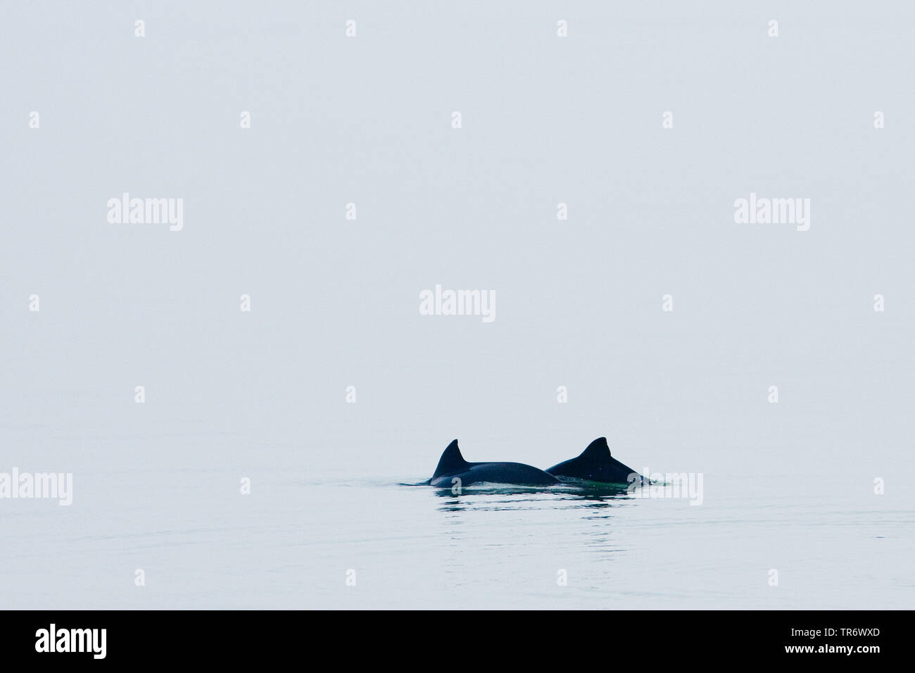 common harbor porpoise, harbour porpoise, common porpoise, puffing pig ...