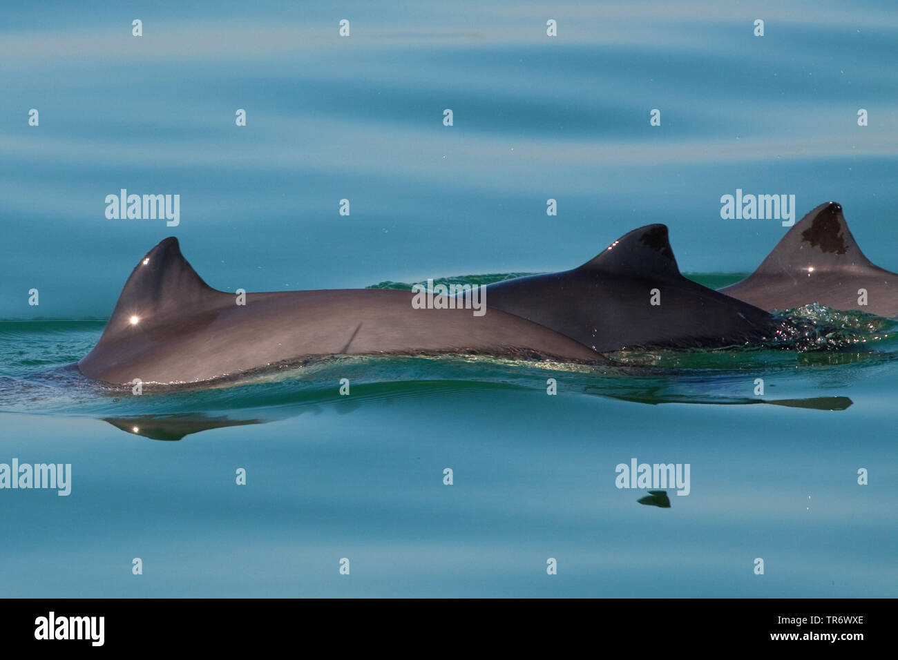 common harbor porpoise, harbour porpoise, common porpoise, puffing pig ...