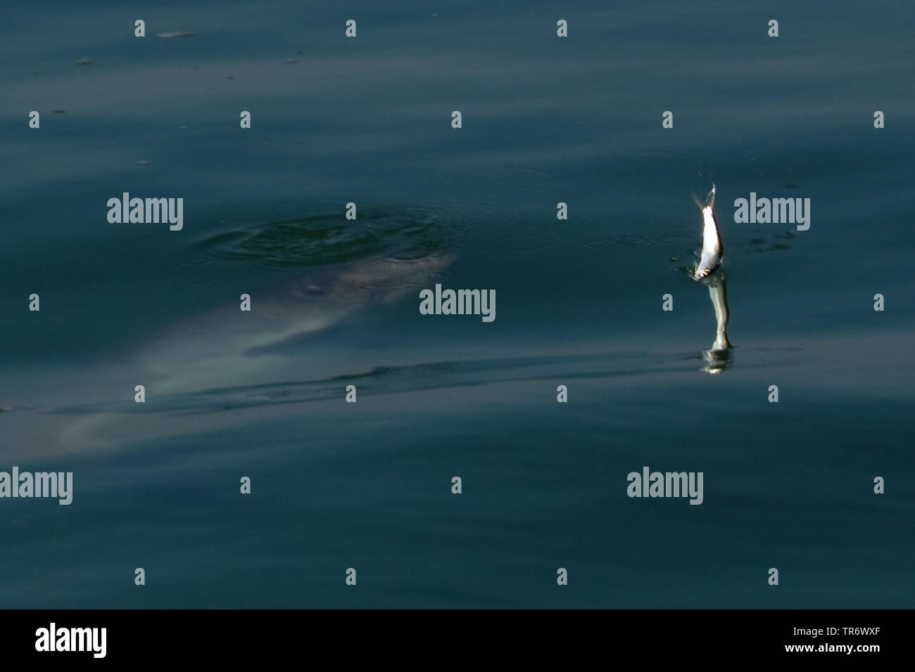 common harbor porpoise, harbour porpoise, common porpoise, puffing pig ...