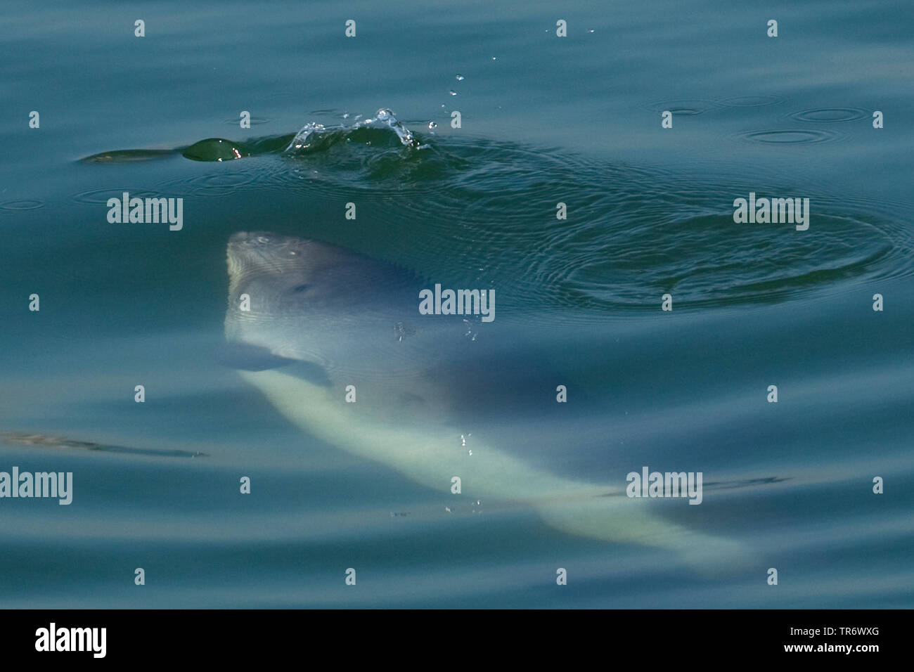 common harbor porpoise, harbour porpoise, common porpoise, puffing pig ...