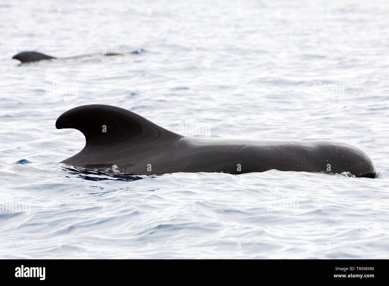 short-finned pilot whale, pothead whale, shortfin pilot whale, Pacific ...