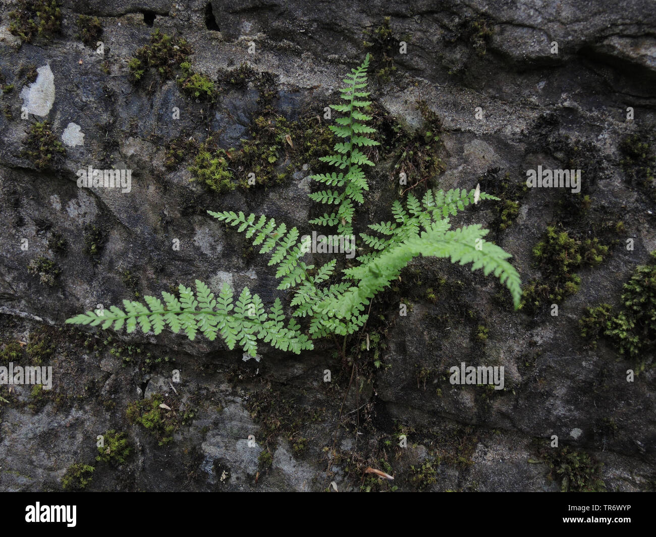 brittle bladder-fern, fragile fern (Cystopteris fragilis), on a wall ...