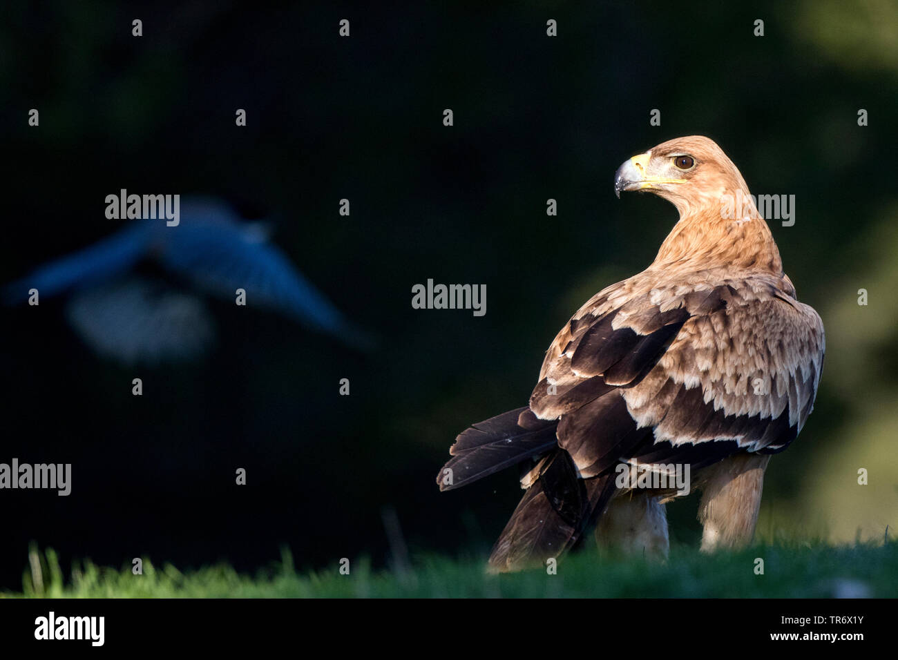 Spanish imperial eagle, Iberian imperial eagle, Adalbert's eagle (Aquila adalberti), in a meadow ...