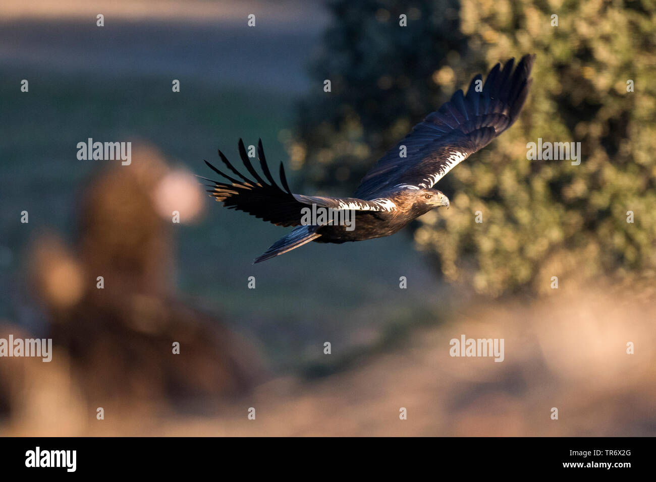 Fyling birds hi-res stock photography and images - Alamy