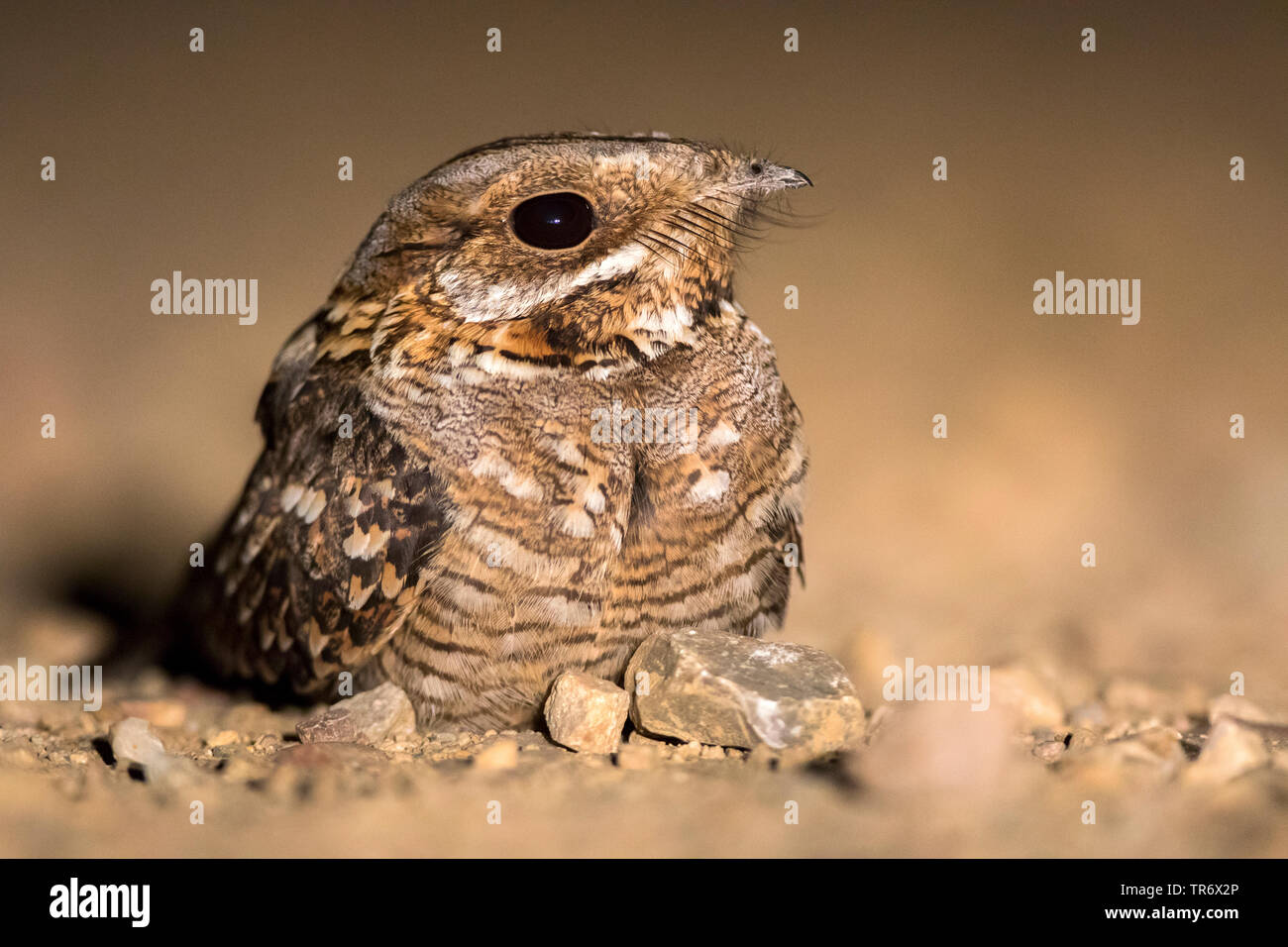 Nightjars hi-res stock photography and images - Alamy
