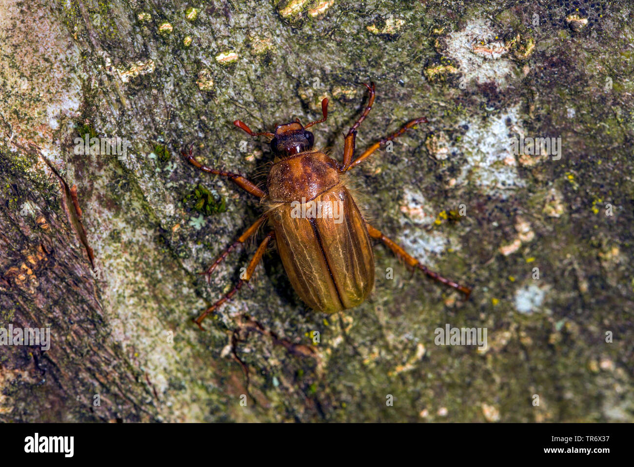 Summer beetles hi-res stock photography and images - Alamy