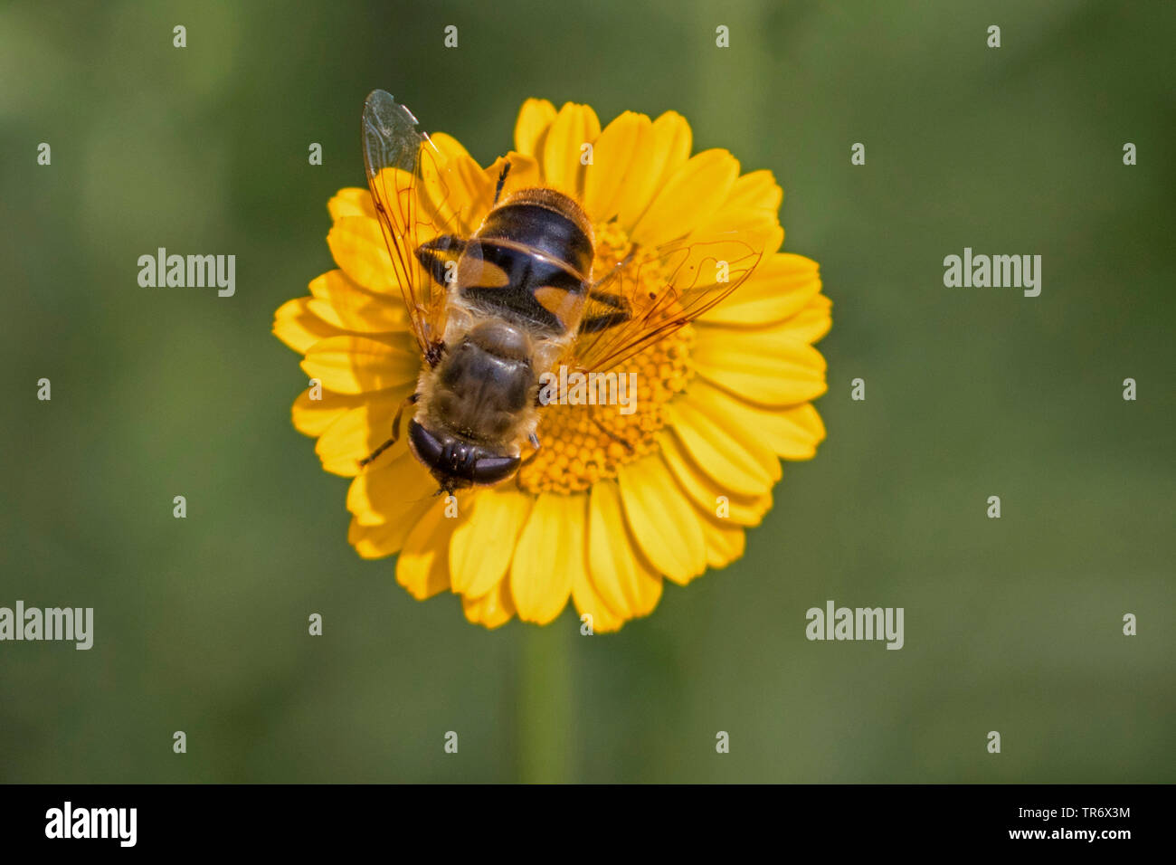Rattailed maggot eristalis tenax hi-res stock photography and images ...